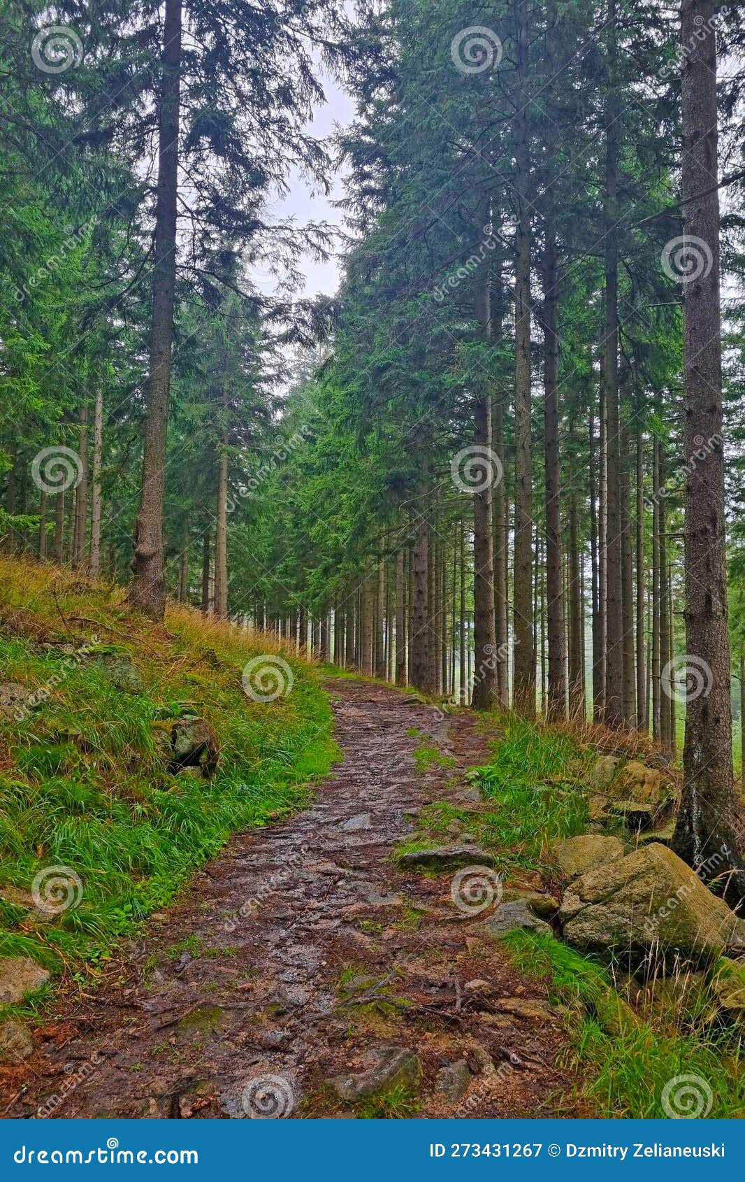 A Wet Hiking Trail in a Green Forest. Autumn Forest. Hiking. Stock ...