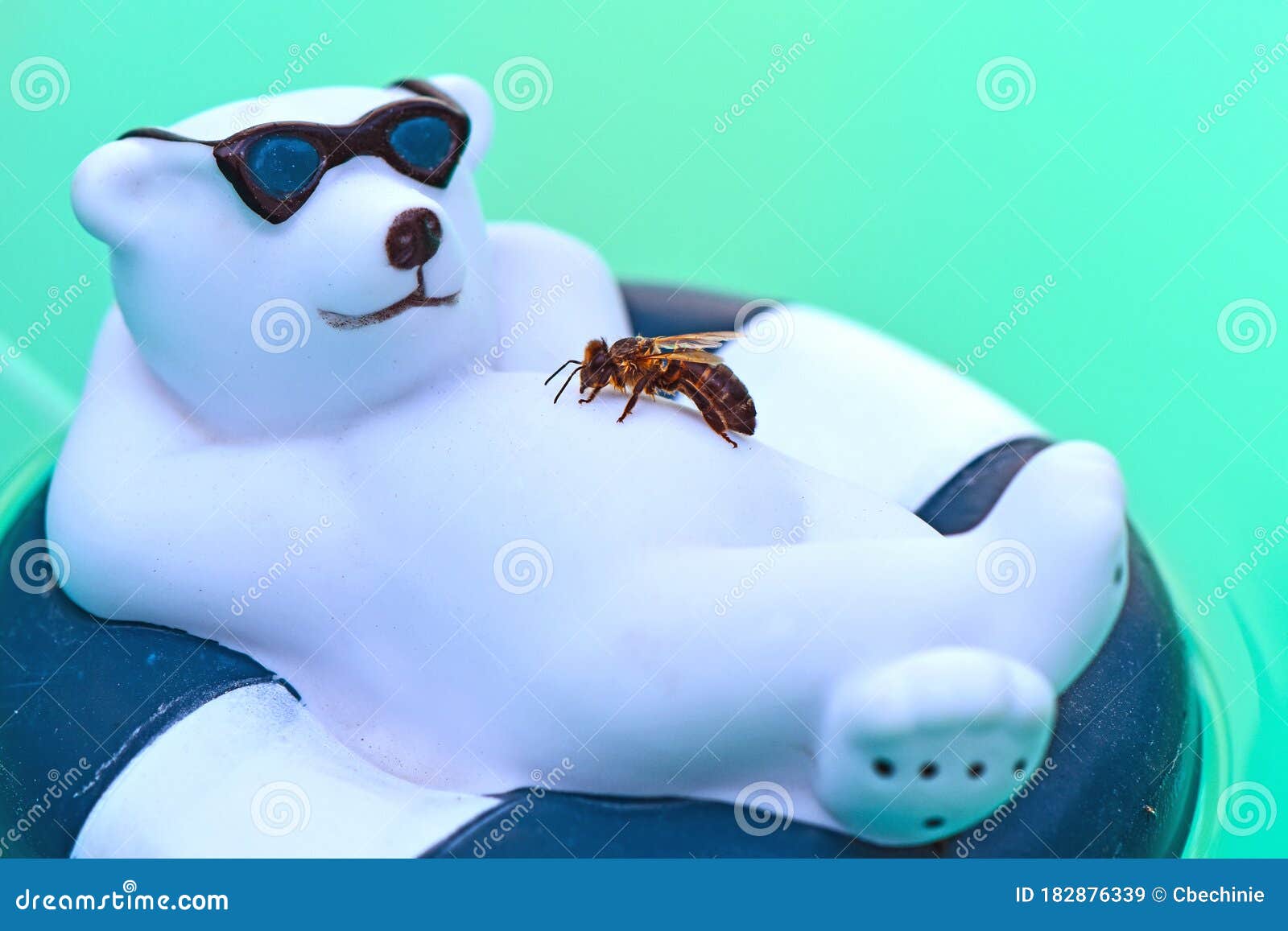 Wet Honey Bee Rescuing from the Pool on a Plastic Polar Bear Stock ...