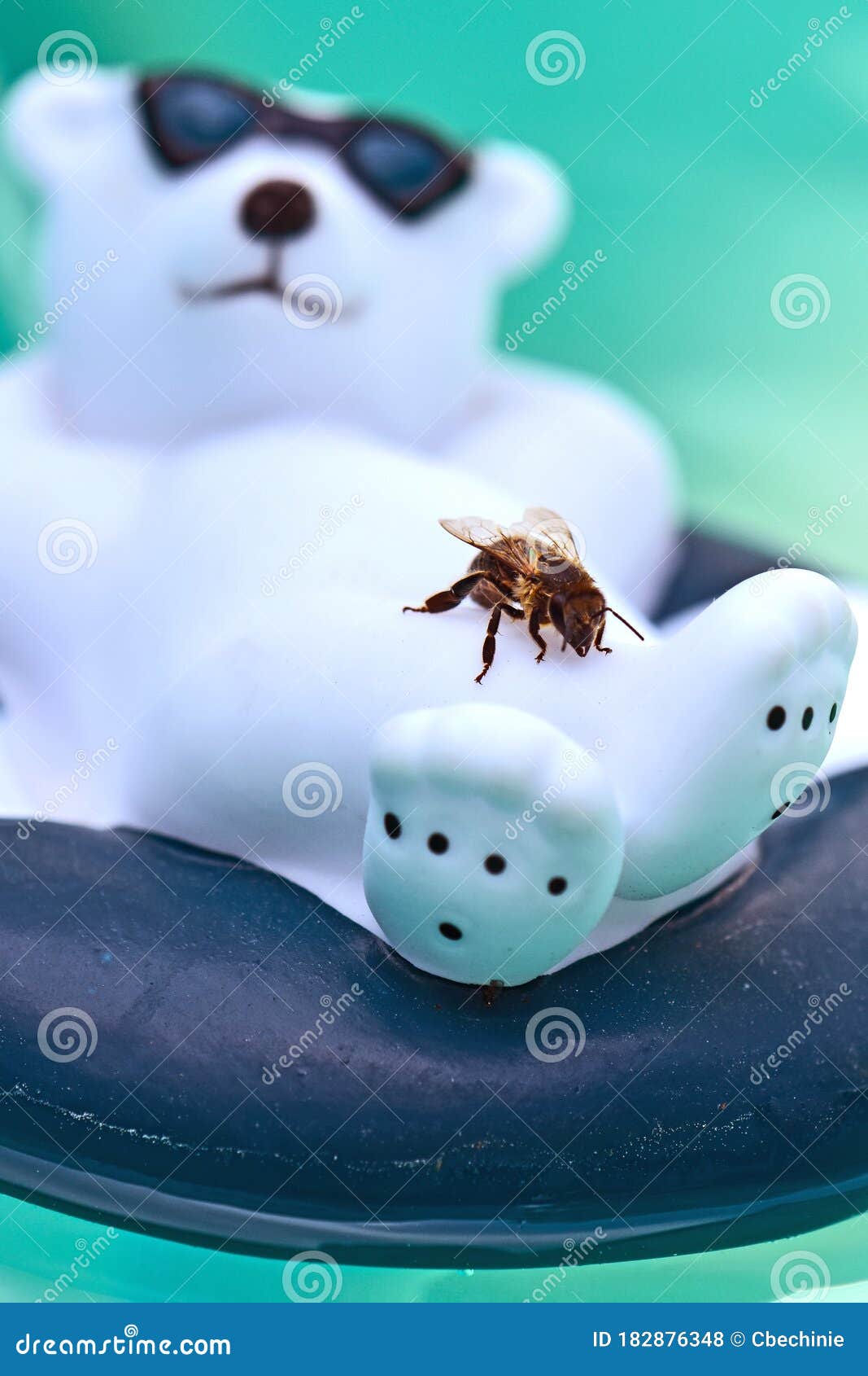 Wet Honey Bee Rescuing from the Pool on a Plastic Polar Bear Stock ...