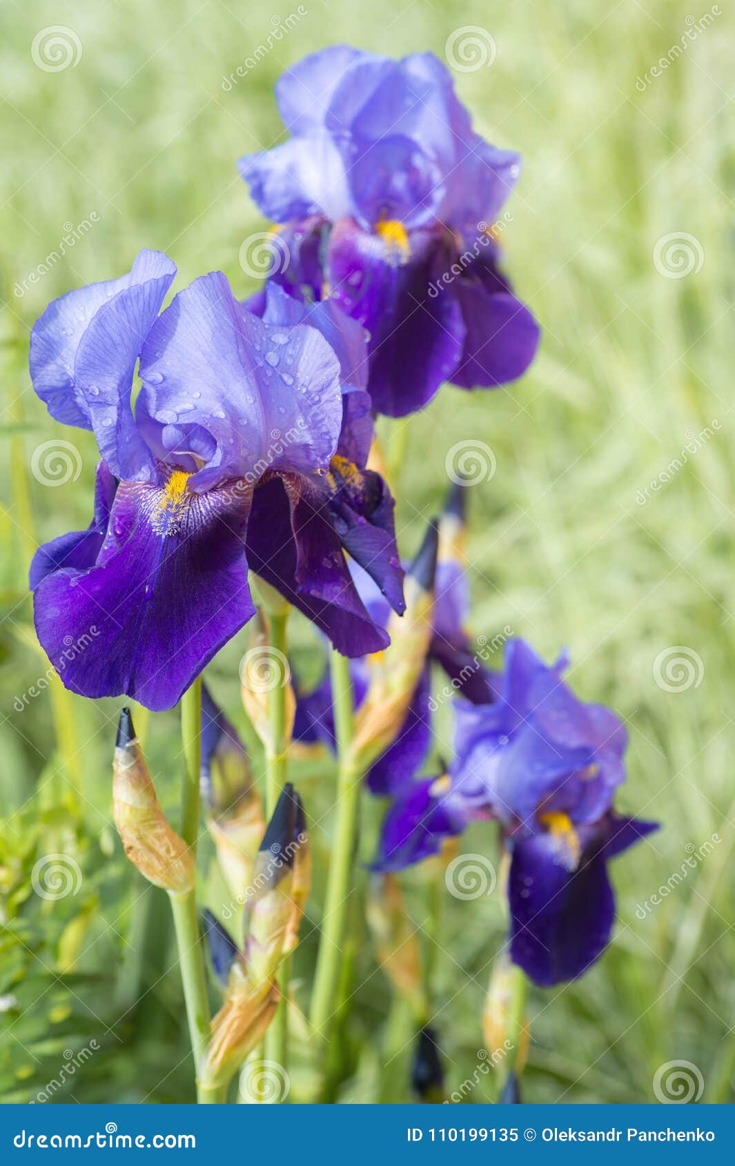 Wet Iris Flower with Rain Drops on Leafs Stock Image - Image of ...