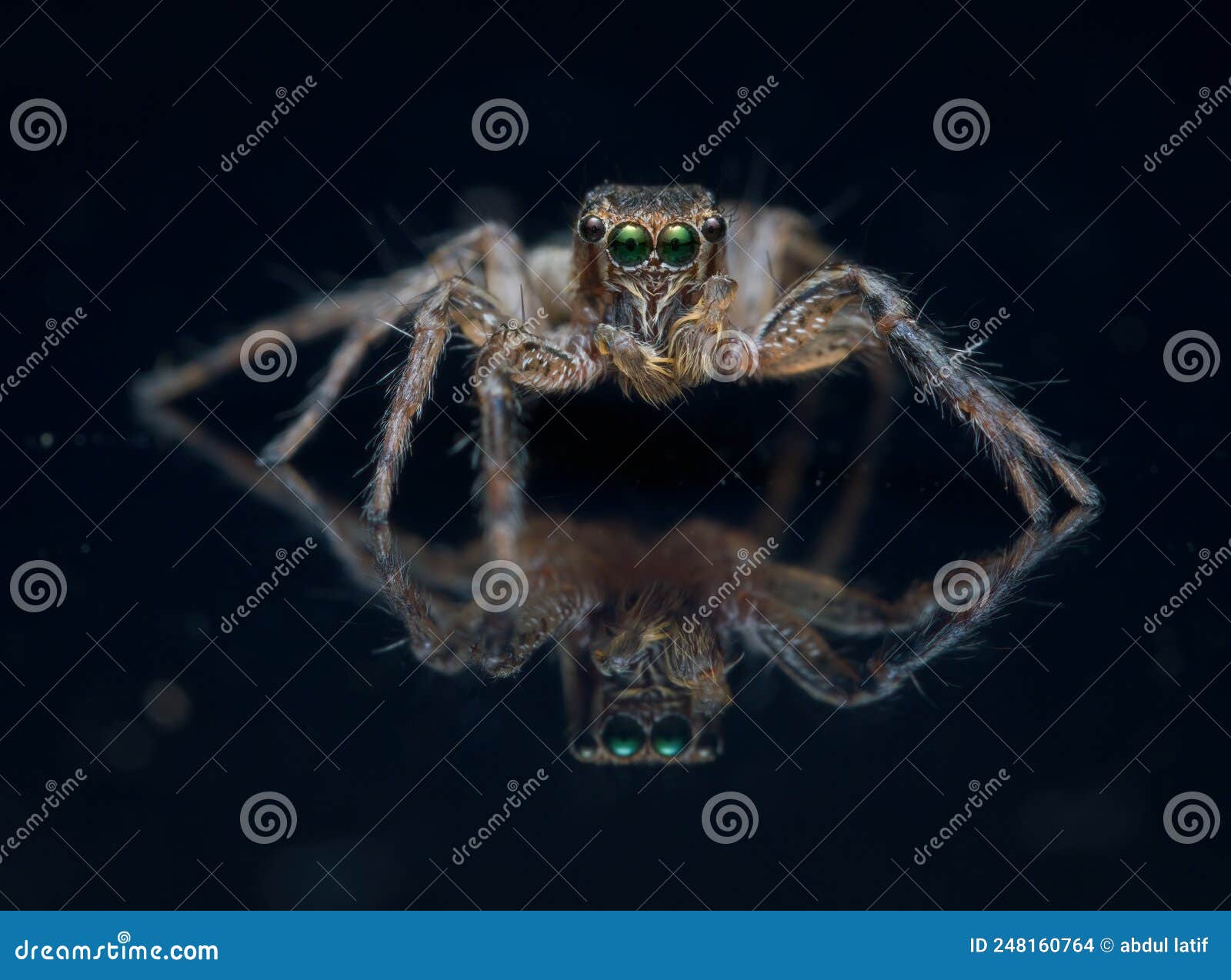 Wet Jumping Spider on the Glass Stock Photo - Image of animal, wild ...