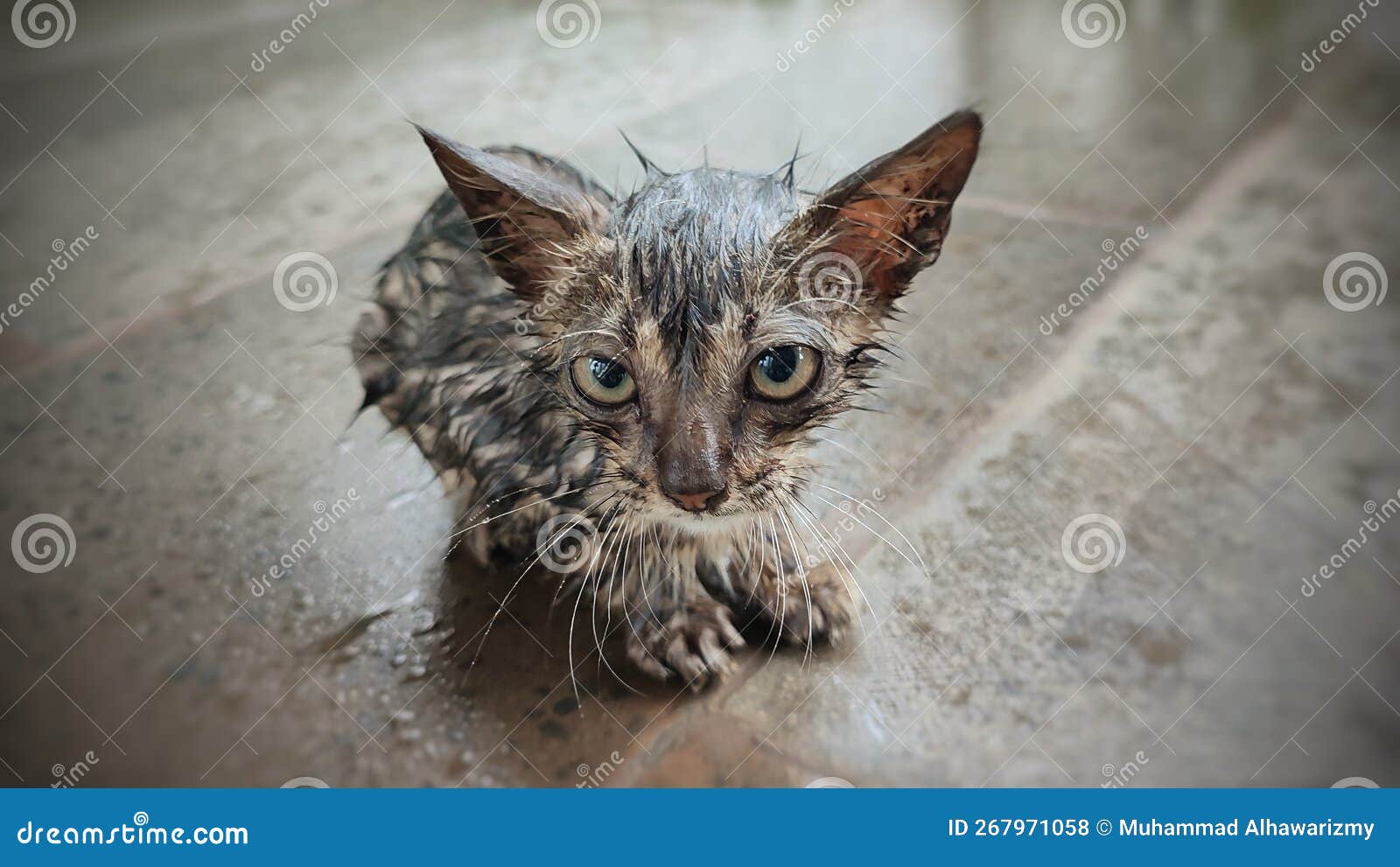 Wet kitten in the rain stock photo. Image of rain, kitten - 267971058