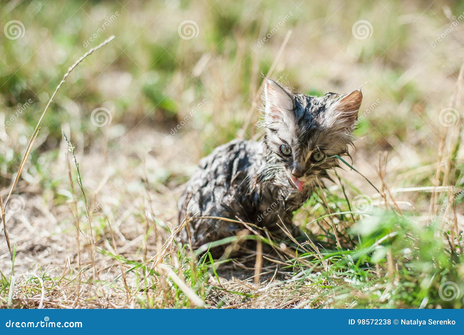 Wet kitten stock photo. Image of hair, green, park, pedigree - 98572238