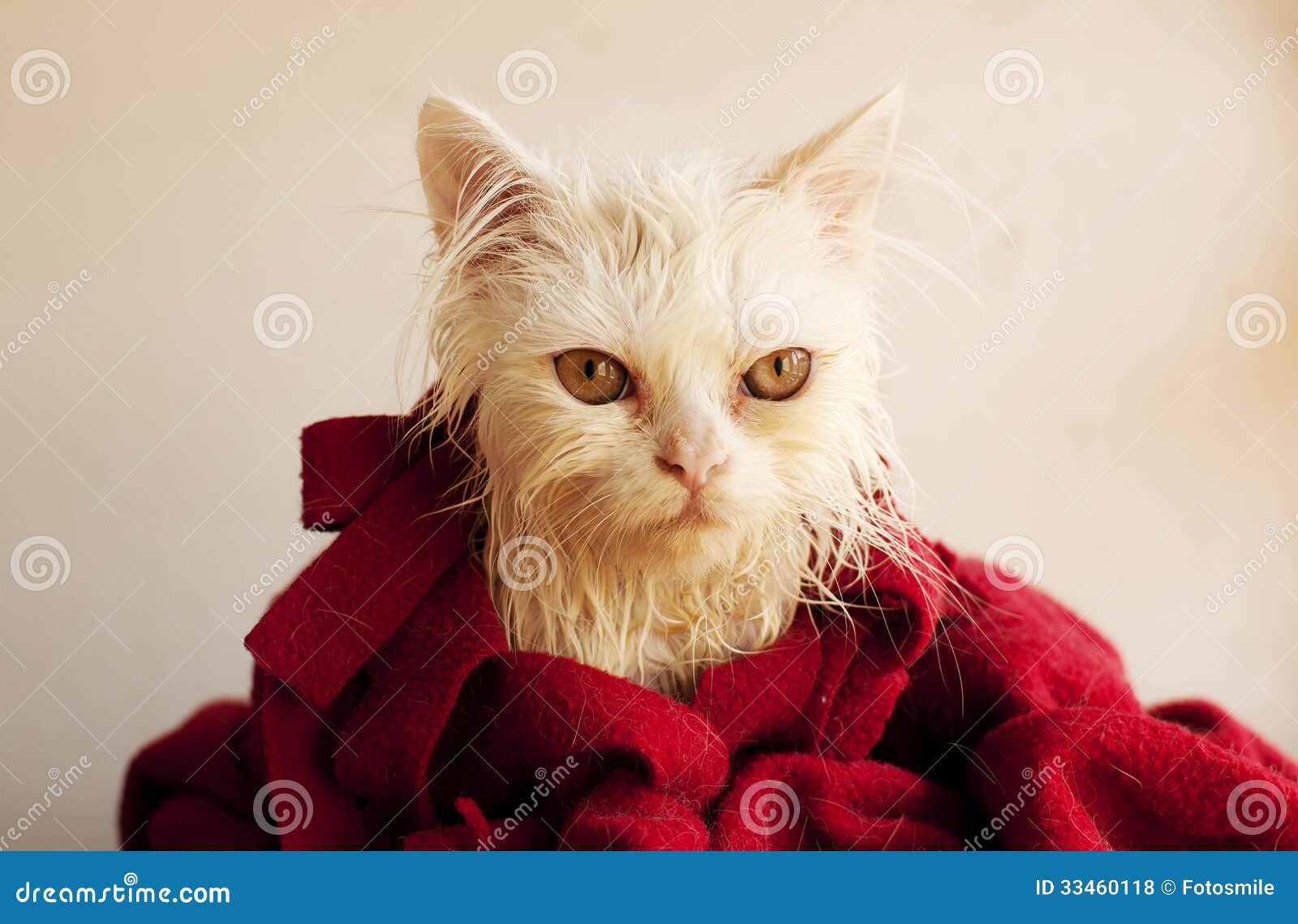 Wet kitty stock photo. Image of adorable, cute, humor - 33460118