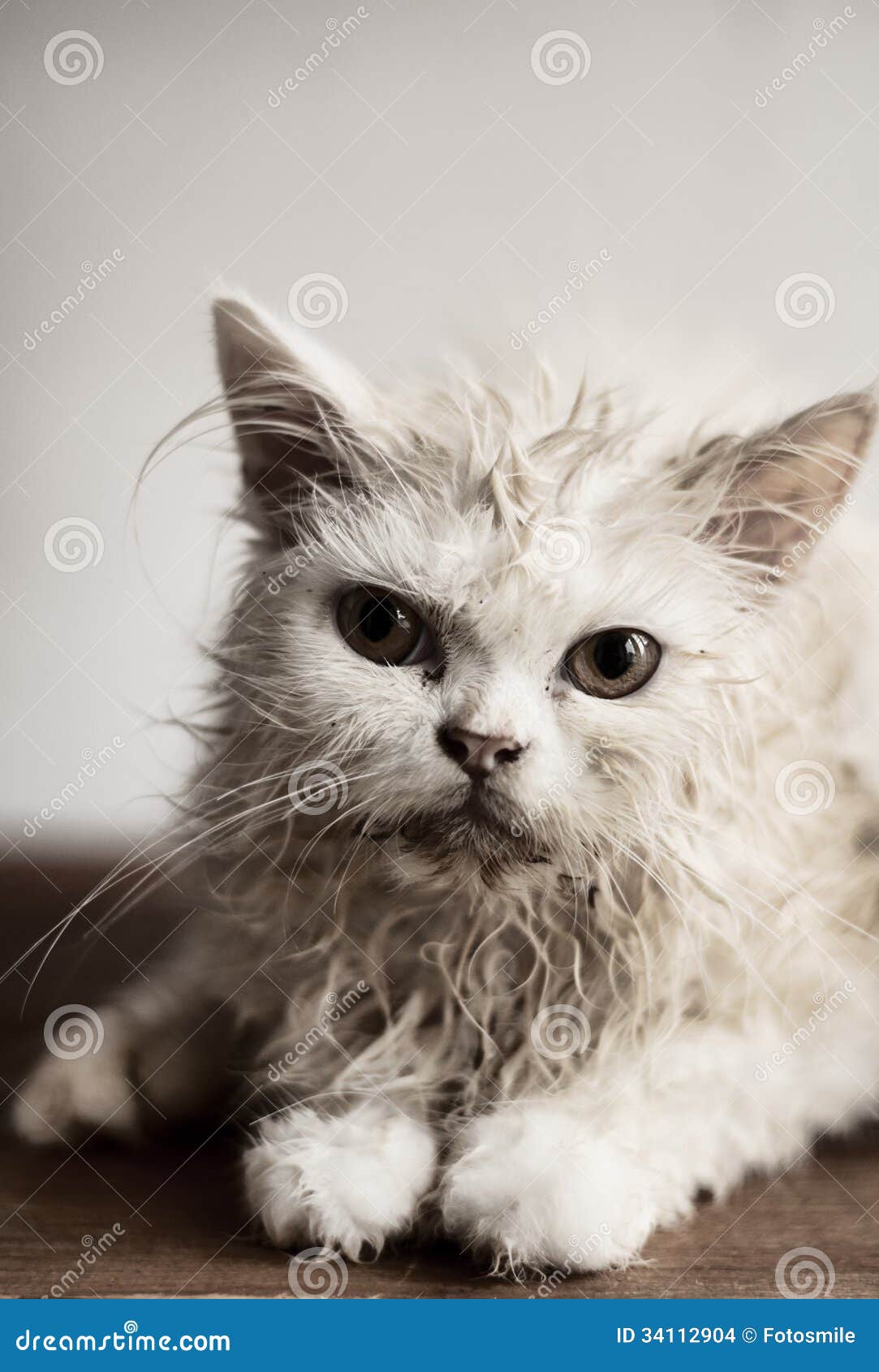 Wet kitty stock photo. Image of kitten, funny, unhappy - 34112904