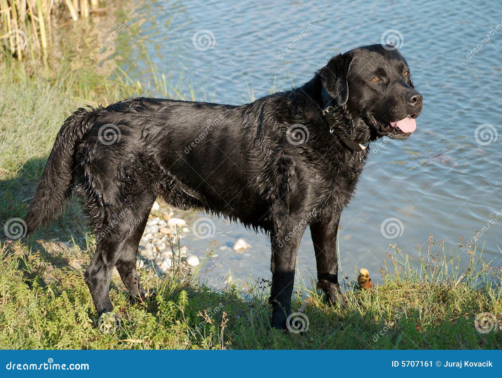 Wet labrador stock image. Image of pink, water, retriever - 5707161