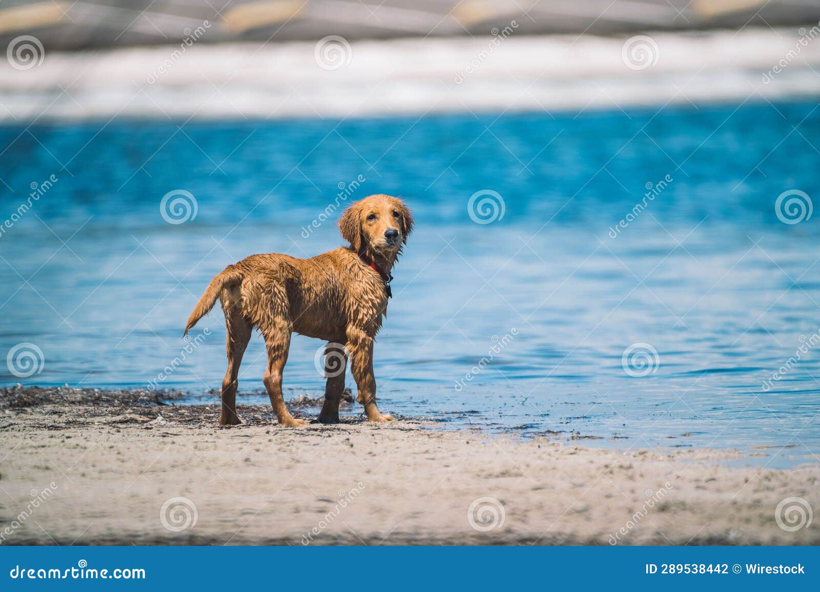 Wet Labrador Puppy Standing on the Beach Stock Photo - Image of ...