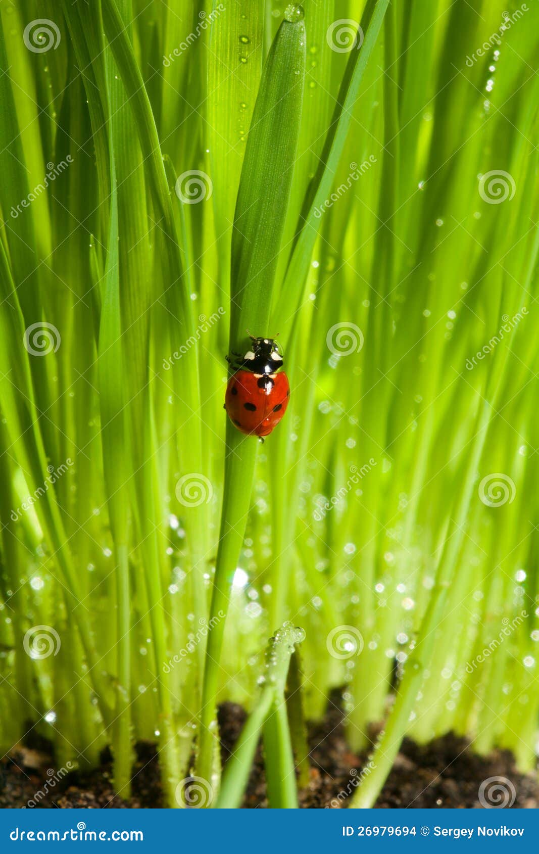 Wet ladybug in green grass stock photo. Image of background - 26979694