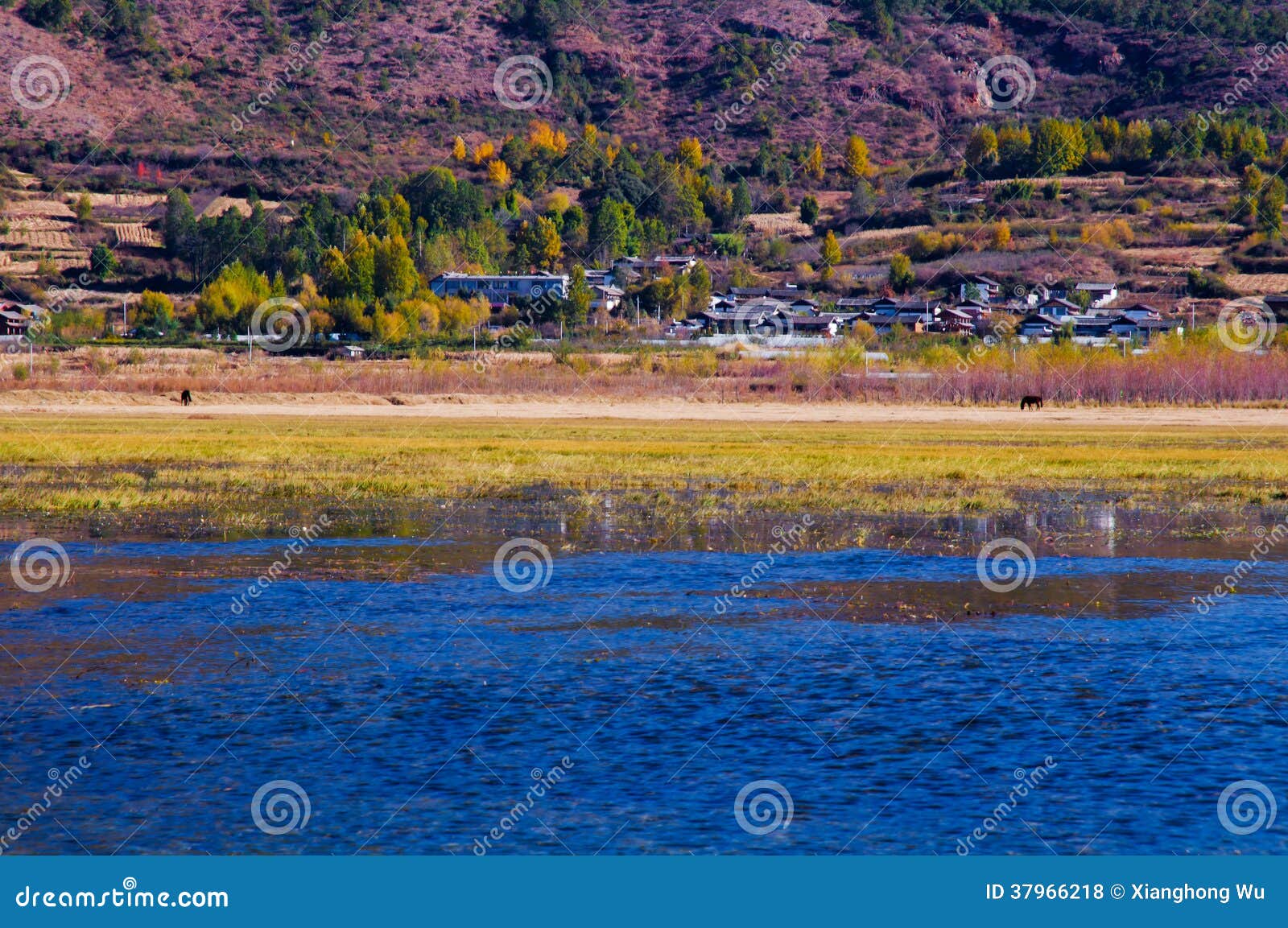 The wet land of LaShi Lake stock photo. Image of travel - 37966218