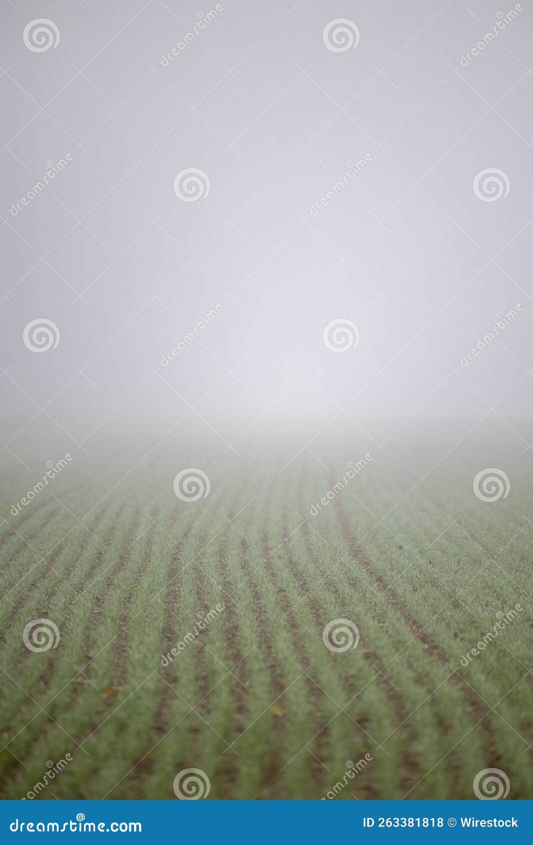 Wet Land during a Rainy Season Stock Photo - Image of farming, clean ...