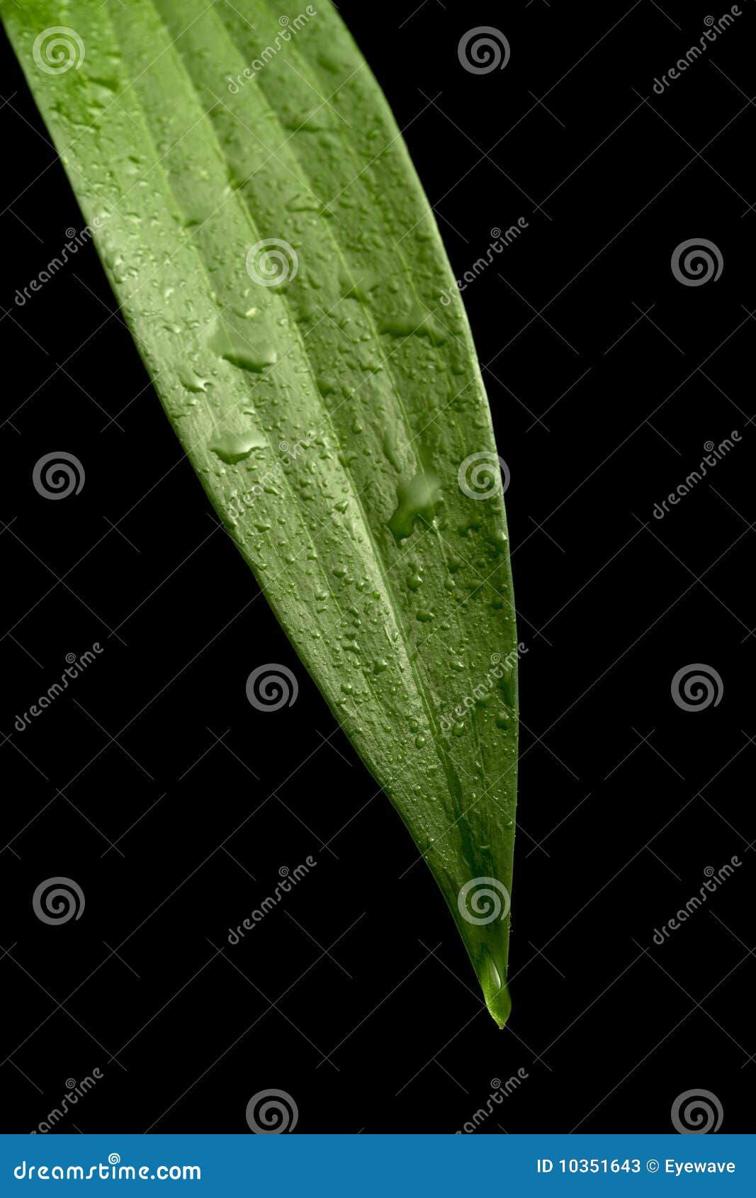 Wet leaf stock image. Image of water, leaf, plant, rain - 10351643