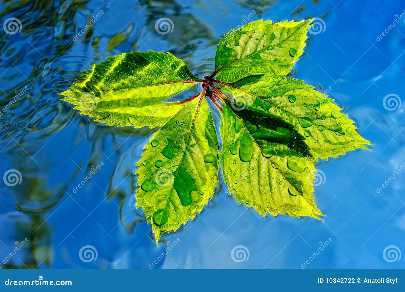 Wet Leaf stock photo. Image of growing, pacific, agriculture - 10842722