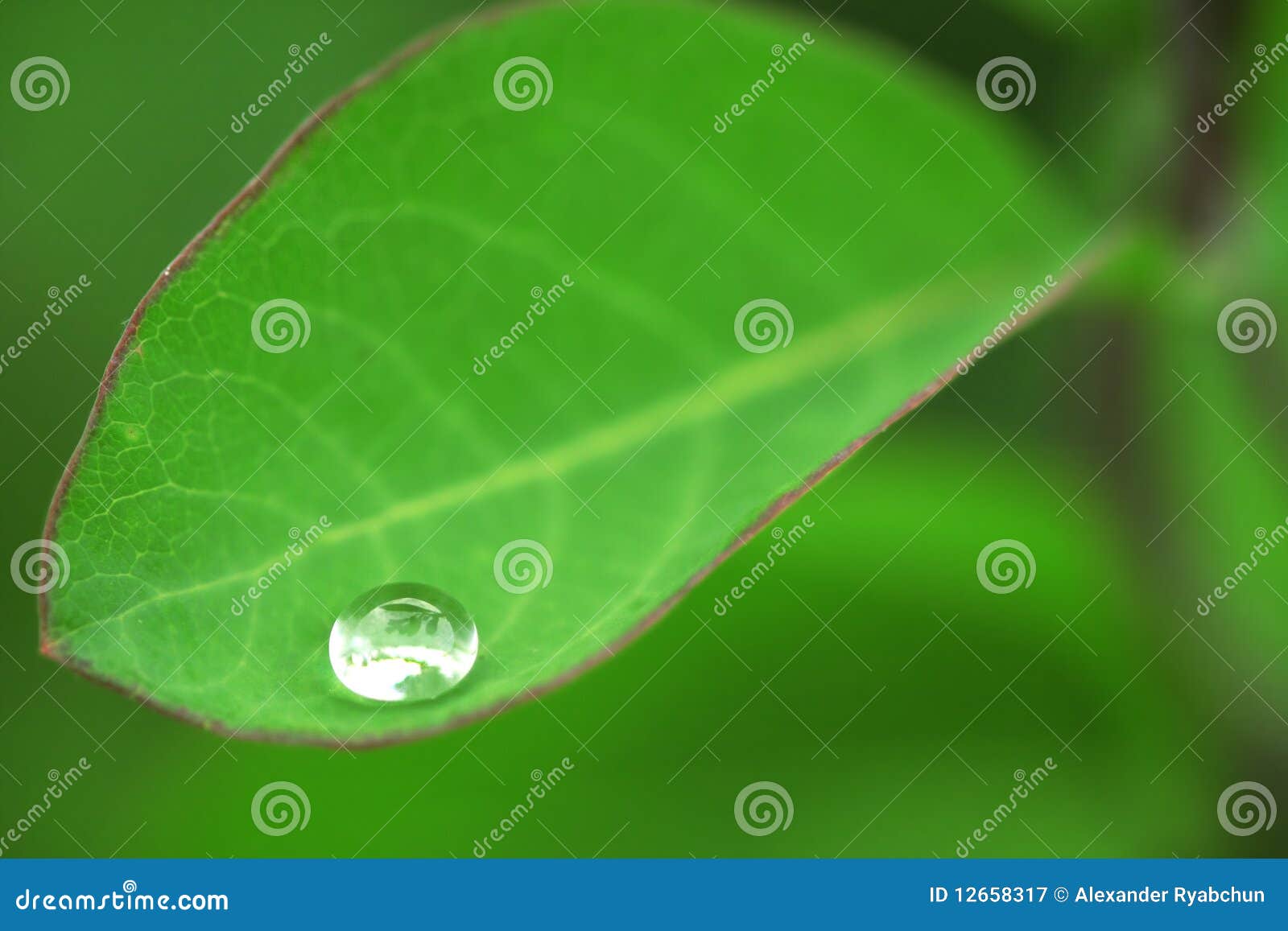 Wet leaf stock image. Image of invironment, close, raindrop - 12658317