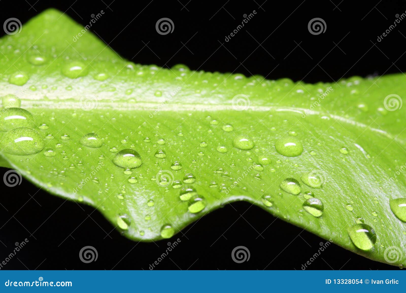 Wet leaf stock photo. Image of pattern, leaf, focus, connection - 13328054