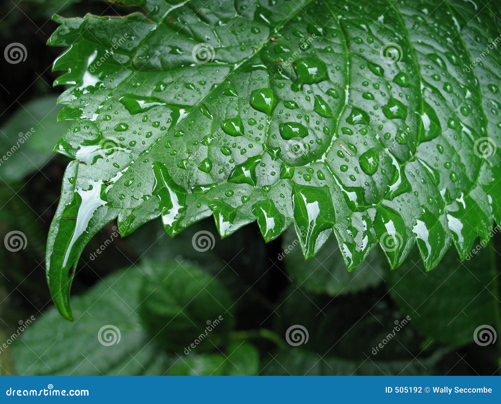 Wet Leaf 2 stock photo. Image of nature, plant, spring - 505192