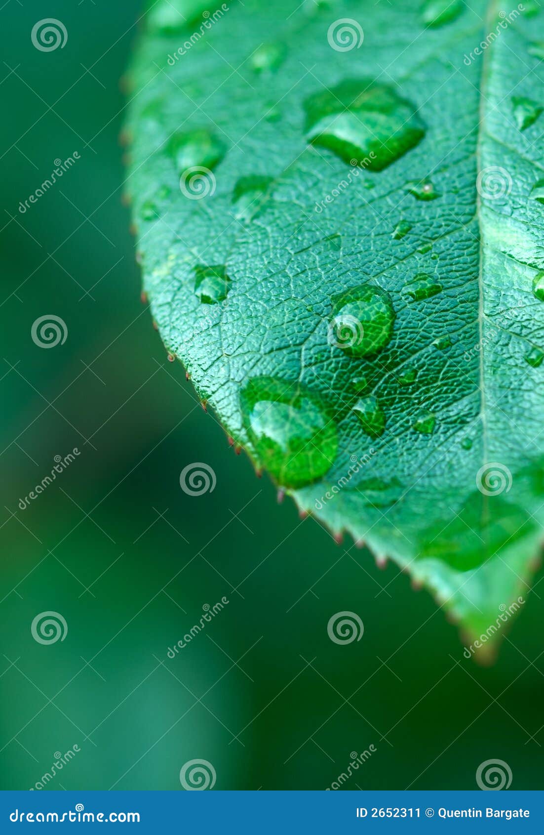 Wet leaf stock image. Image of horticulture, reflection - 2652311