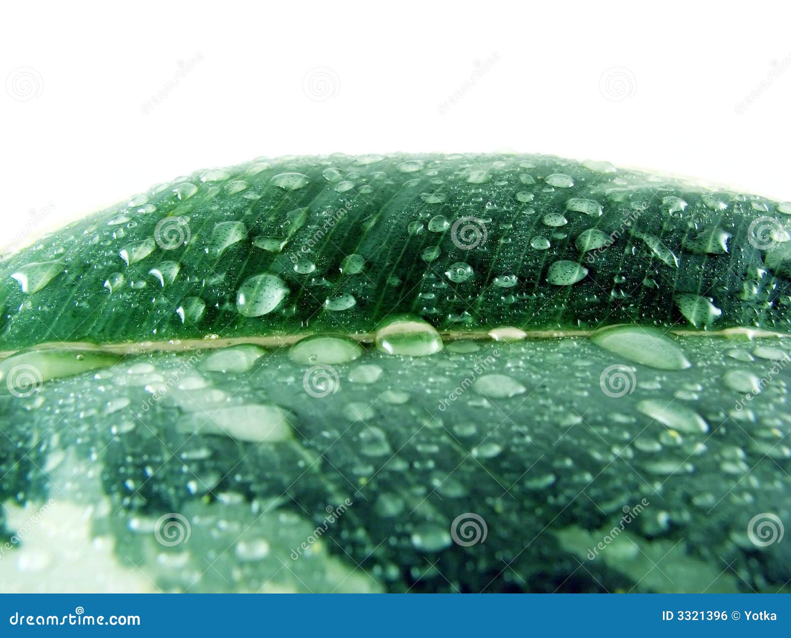 Wet leaf stock photo. Image of green, closeup, nature - 3321396