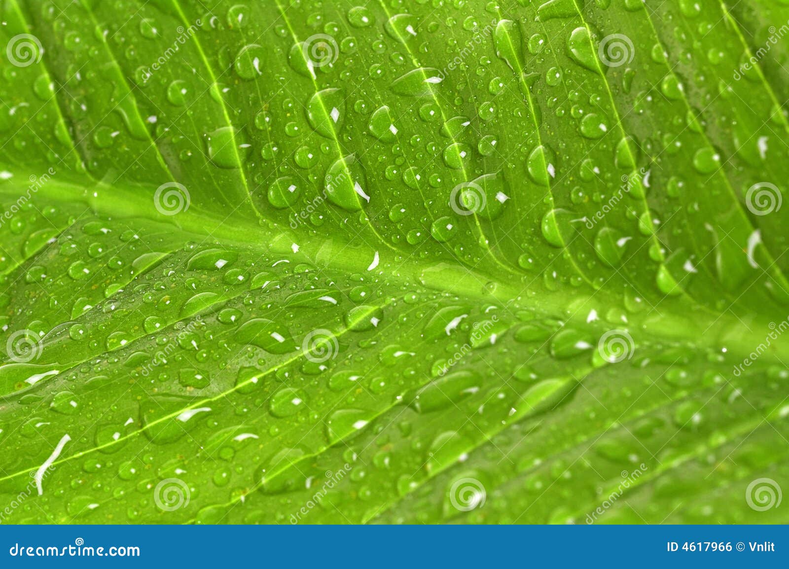 Wet leaf stock photo. Image of flora, green, plant, humidity - 4617966