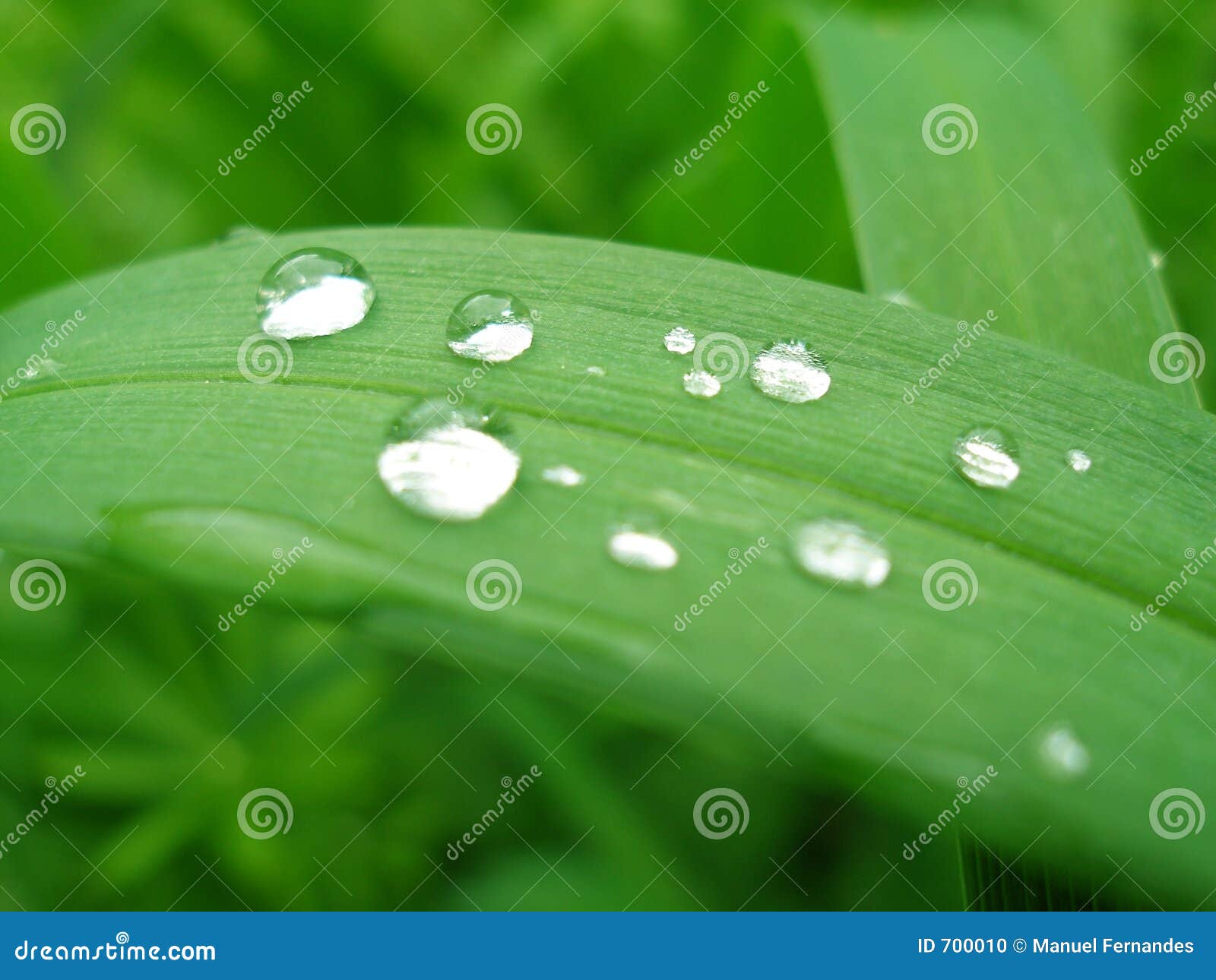 Wet Leaf stock photo. Image of close, macro, plants, lily - 700010