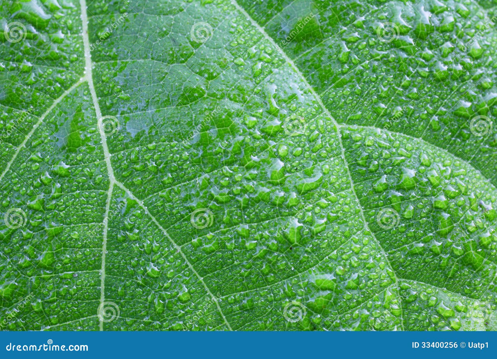 Wet leaf stock photo. Image of floral, drop, textured - 33400256
