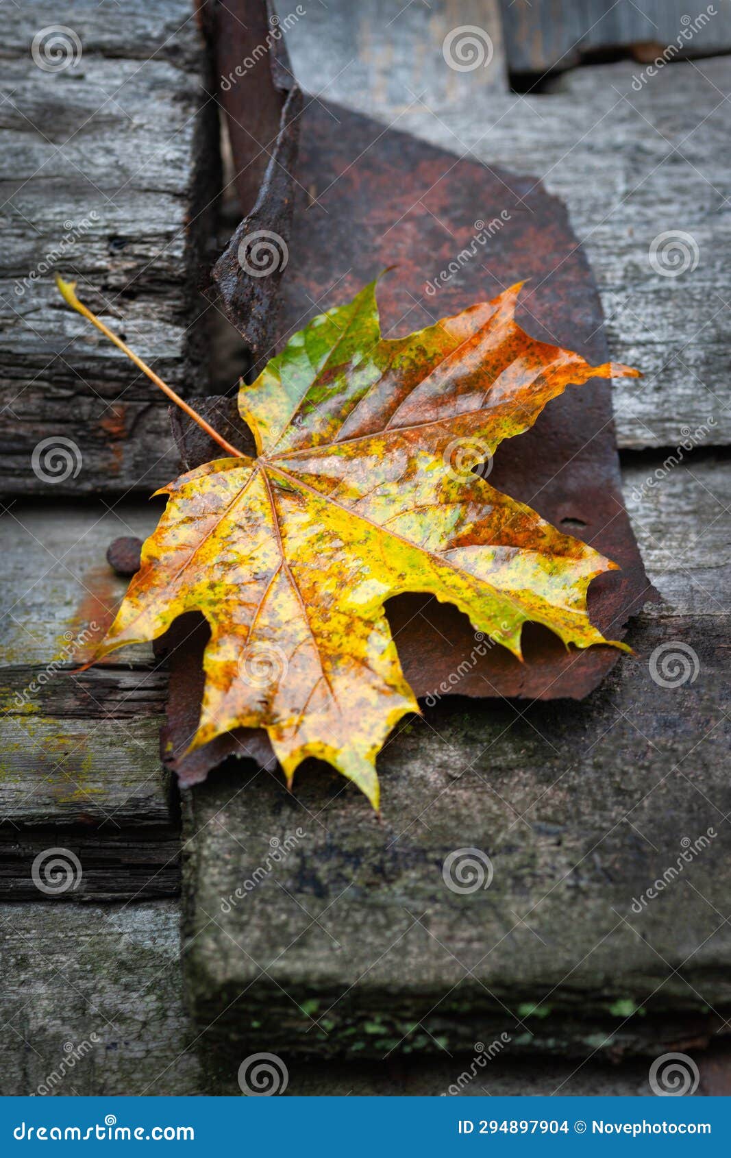 Wet Leaf. Colored Fallen Leaf. Fading Leaf Close-up. Country Style ...