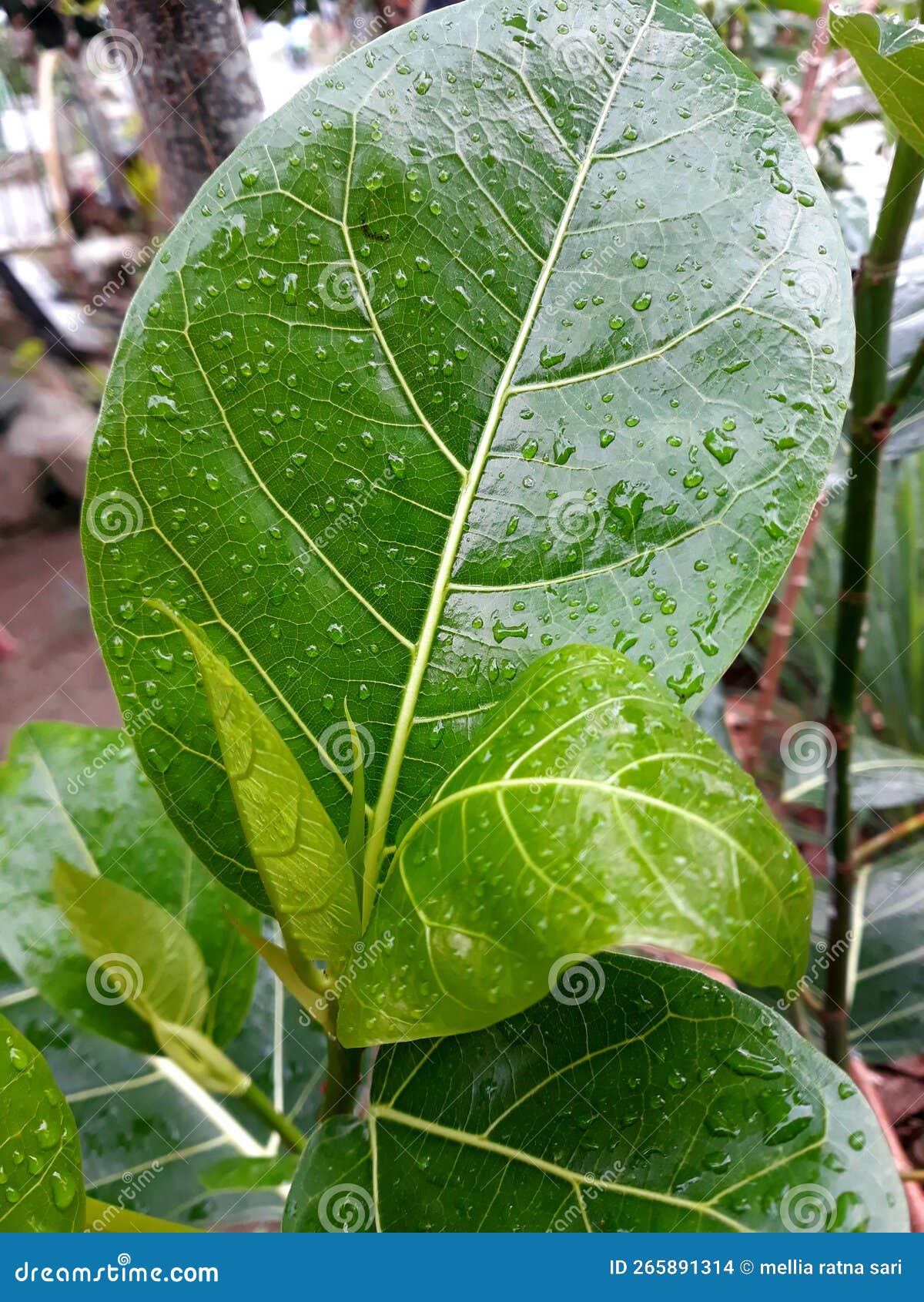 Ficus Benghalensis (Moraceae), Commonly Known As The Banyan, Banyan Fig ...