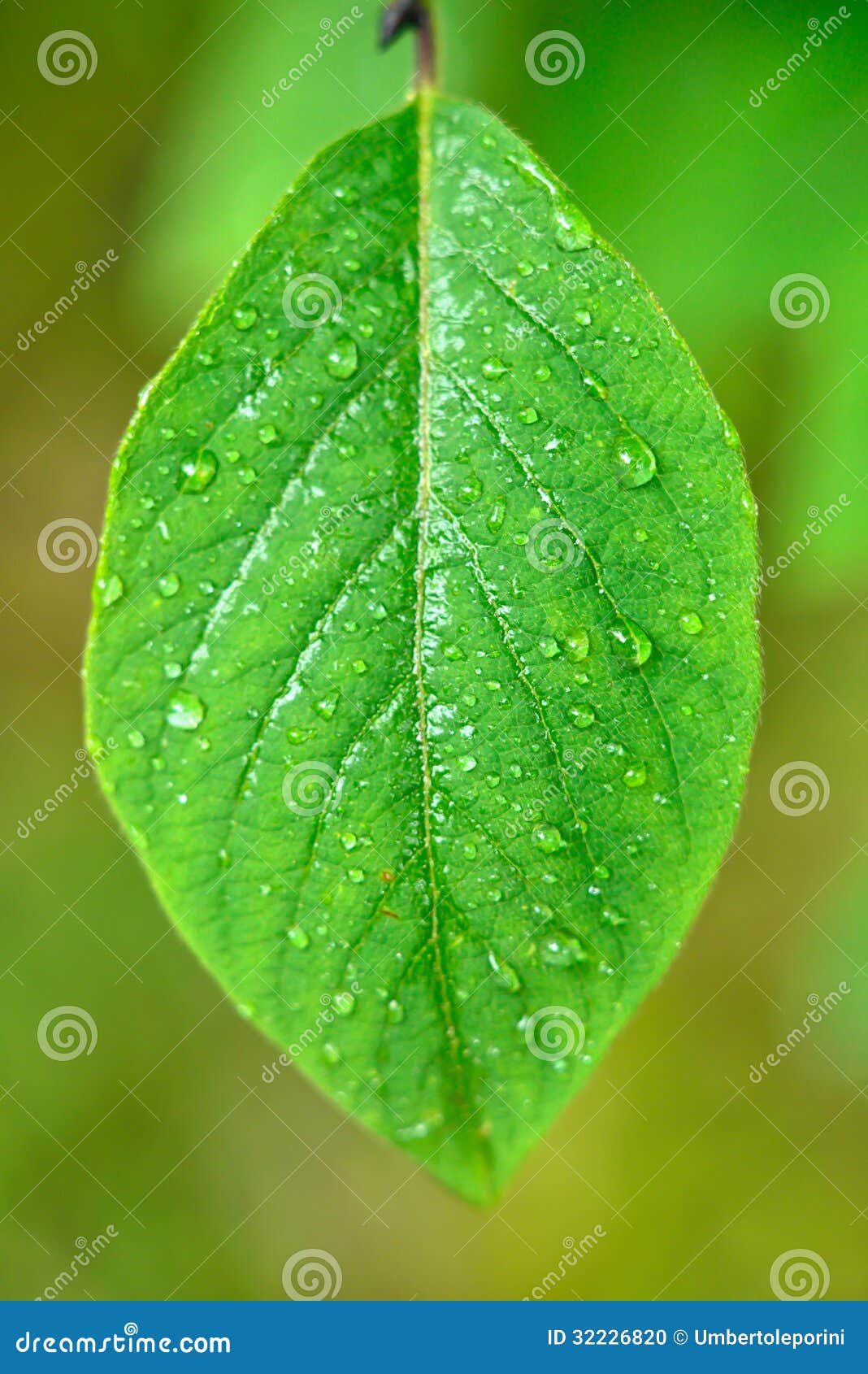 Wet leaf stock photo. Image of ecology, summer, color - 32226820