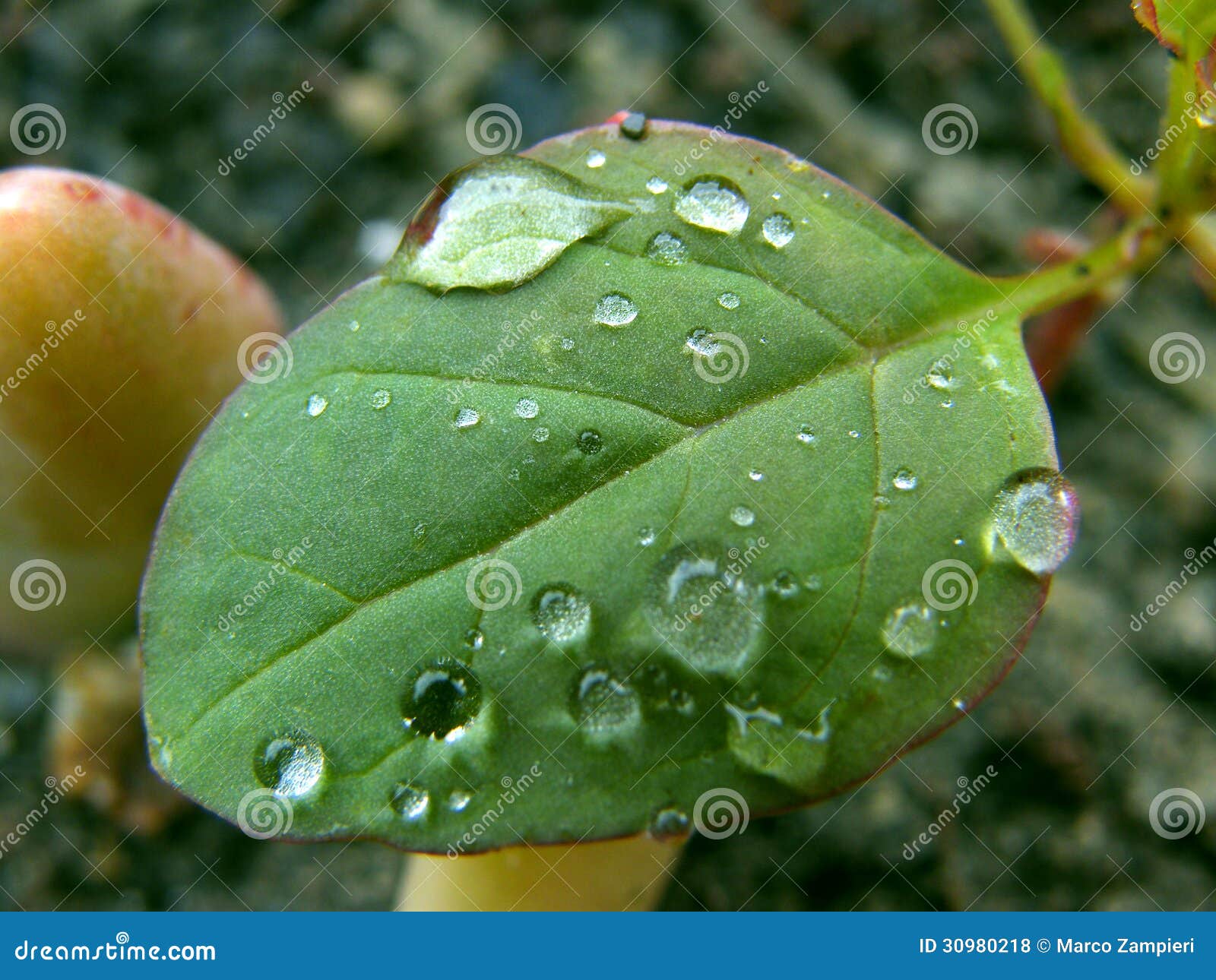 Wet leaf stock photo. Image of freshness, detail, close - 30980218