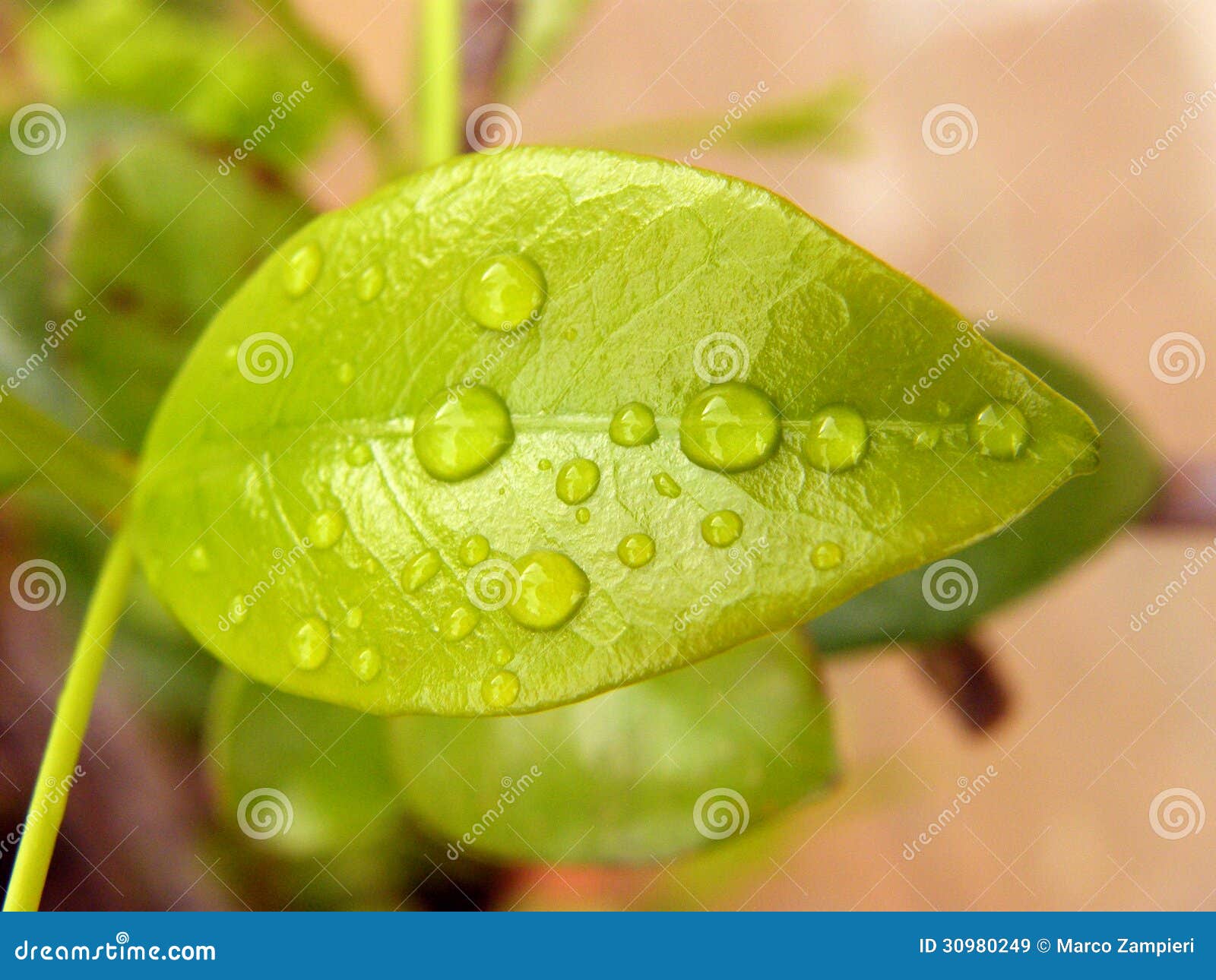 Wet leaf stock image. Image of natural, detail, circle - 30980249