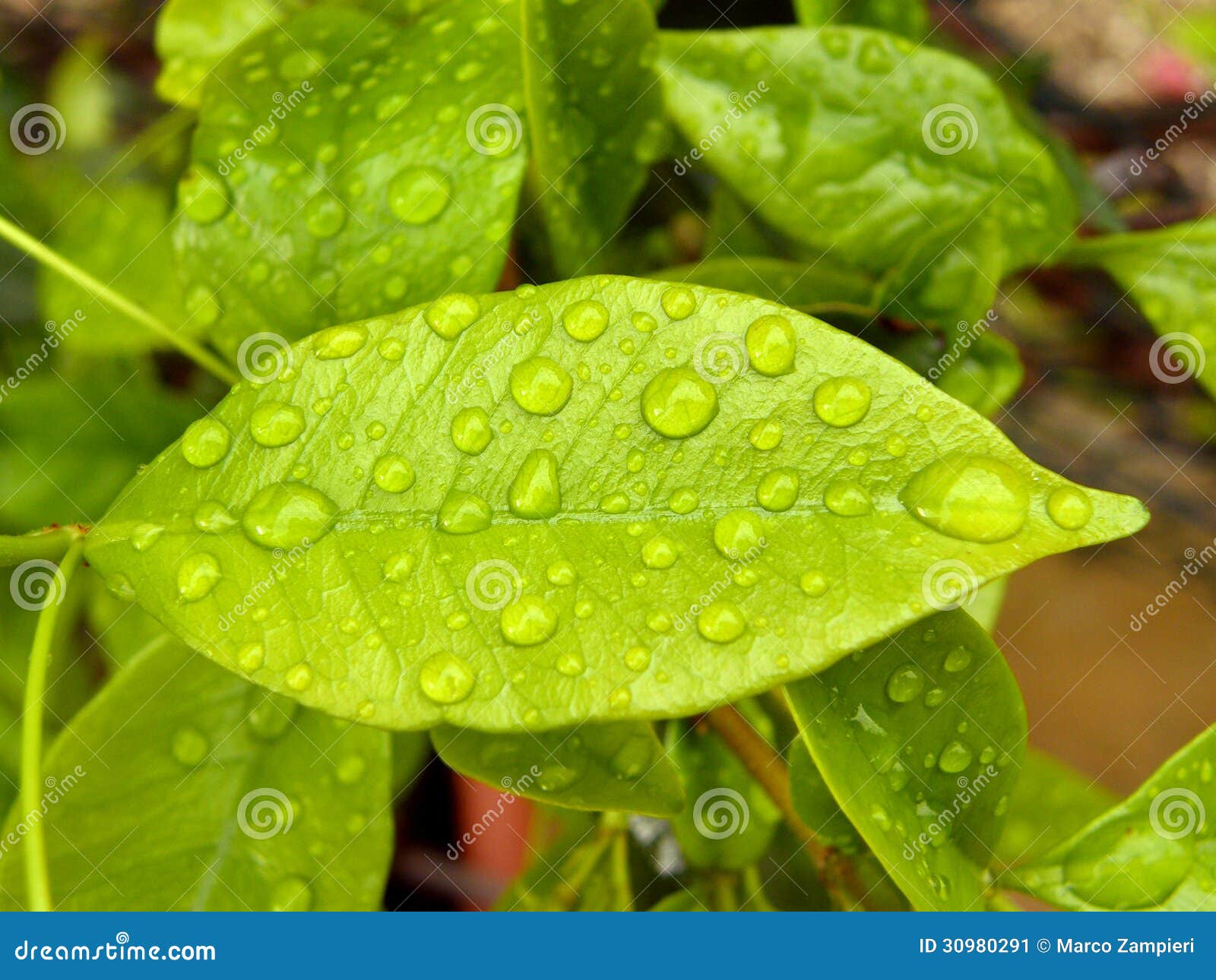 Wet leaf stock image. Image of color, bubble, plant, freshness - 30980291