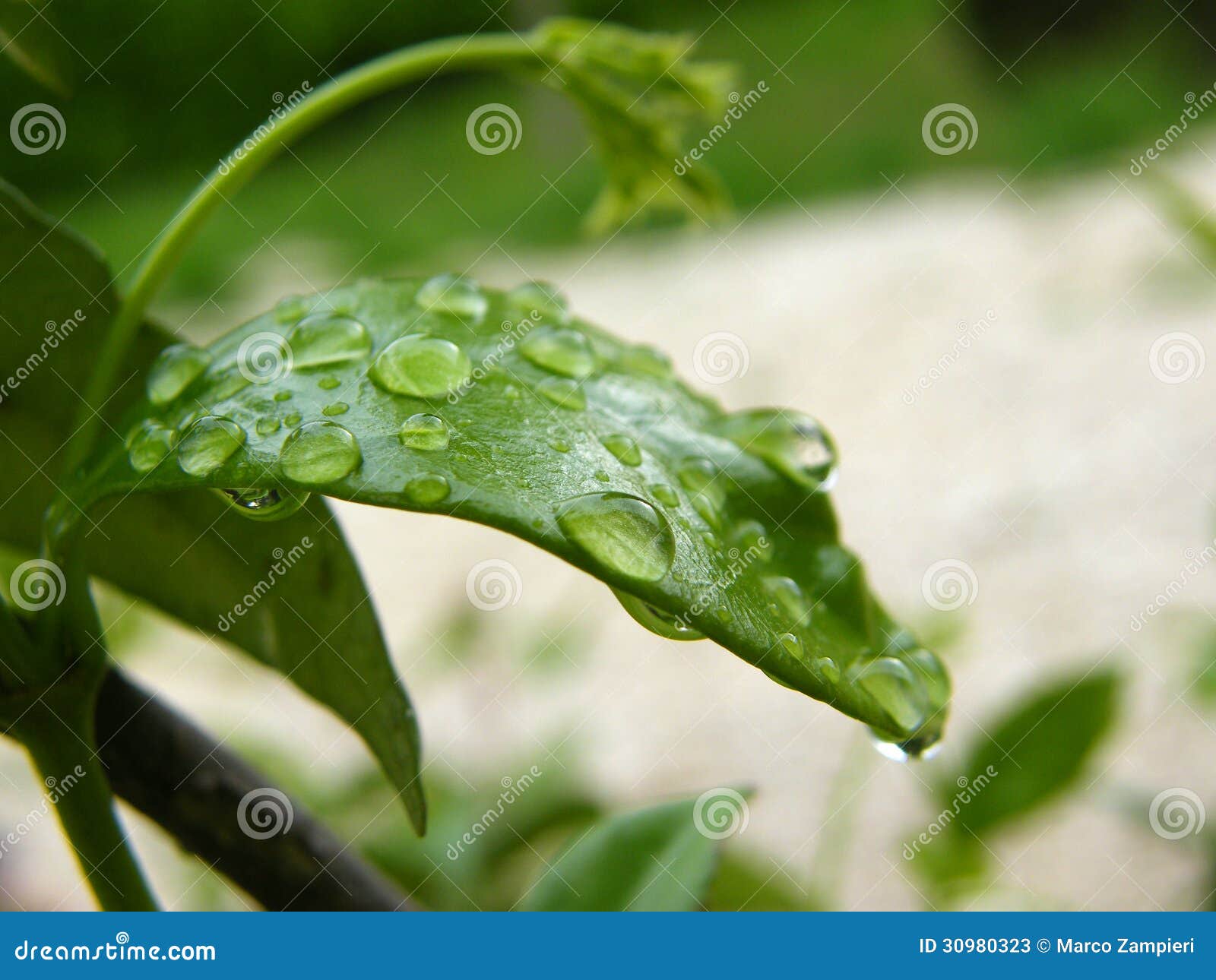 Wet leaf stock image. Image of freshness, fresh, plant - 30980323