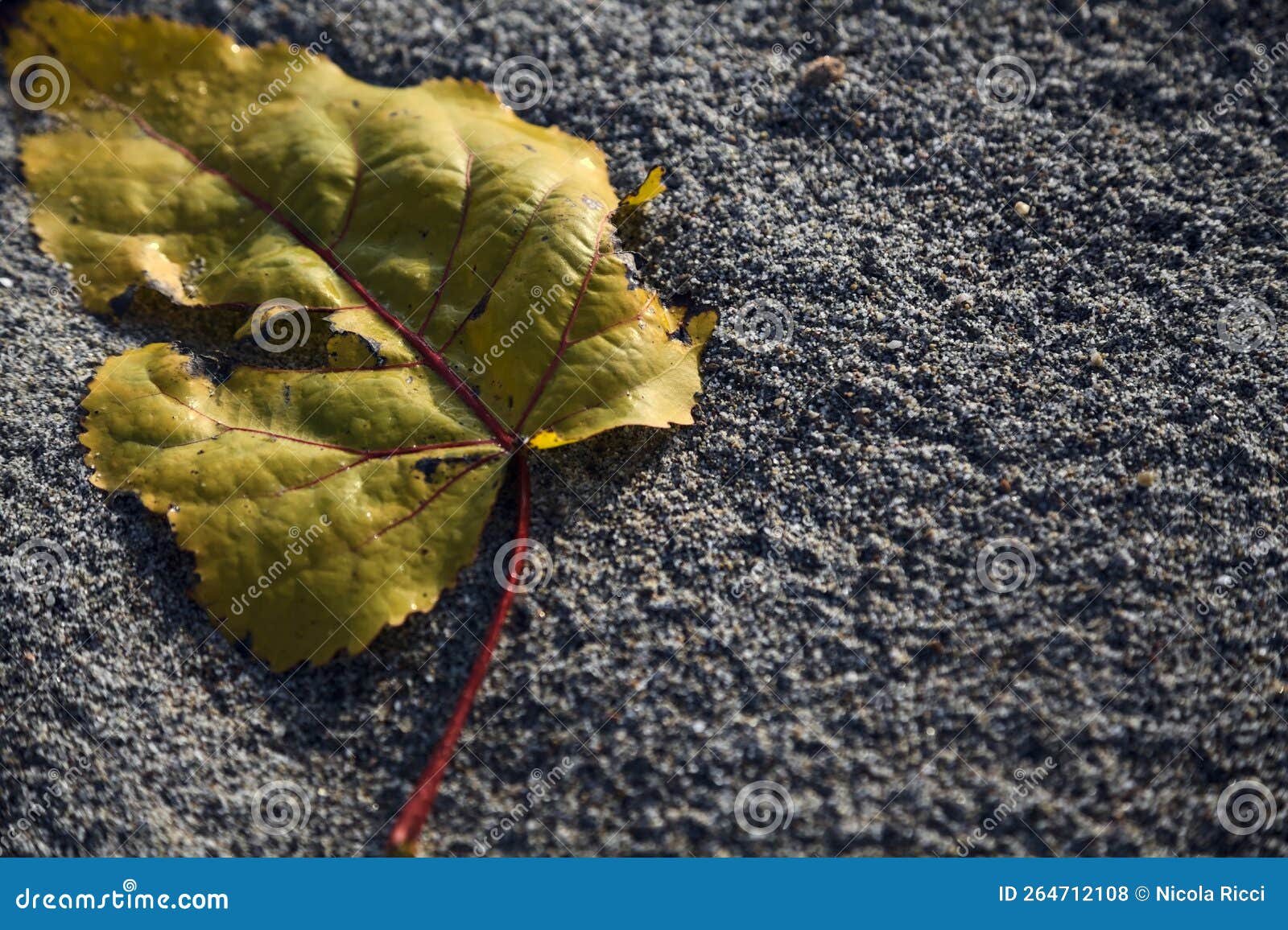 Wet Leaf on the Sand Seen Up Close Stock Photo - Image of autumn ...