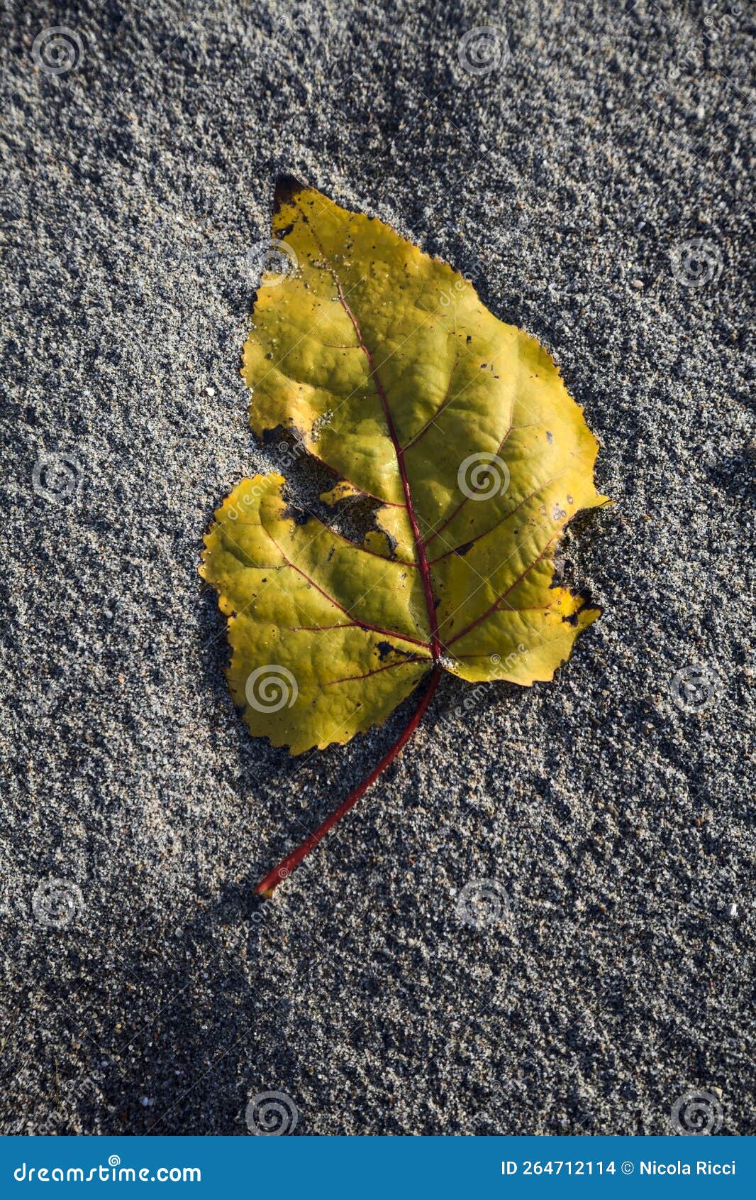 Wet Leaf on the Sand Seen Up Close Stock Photo - Image of nice, bright ...