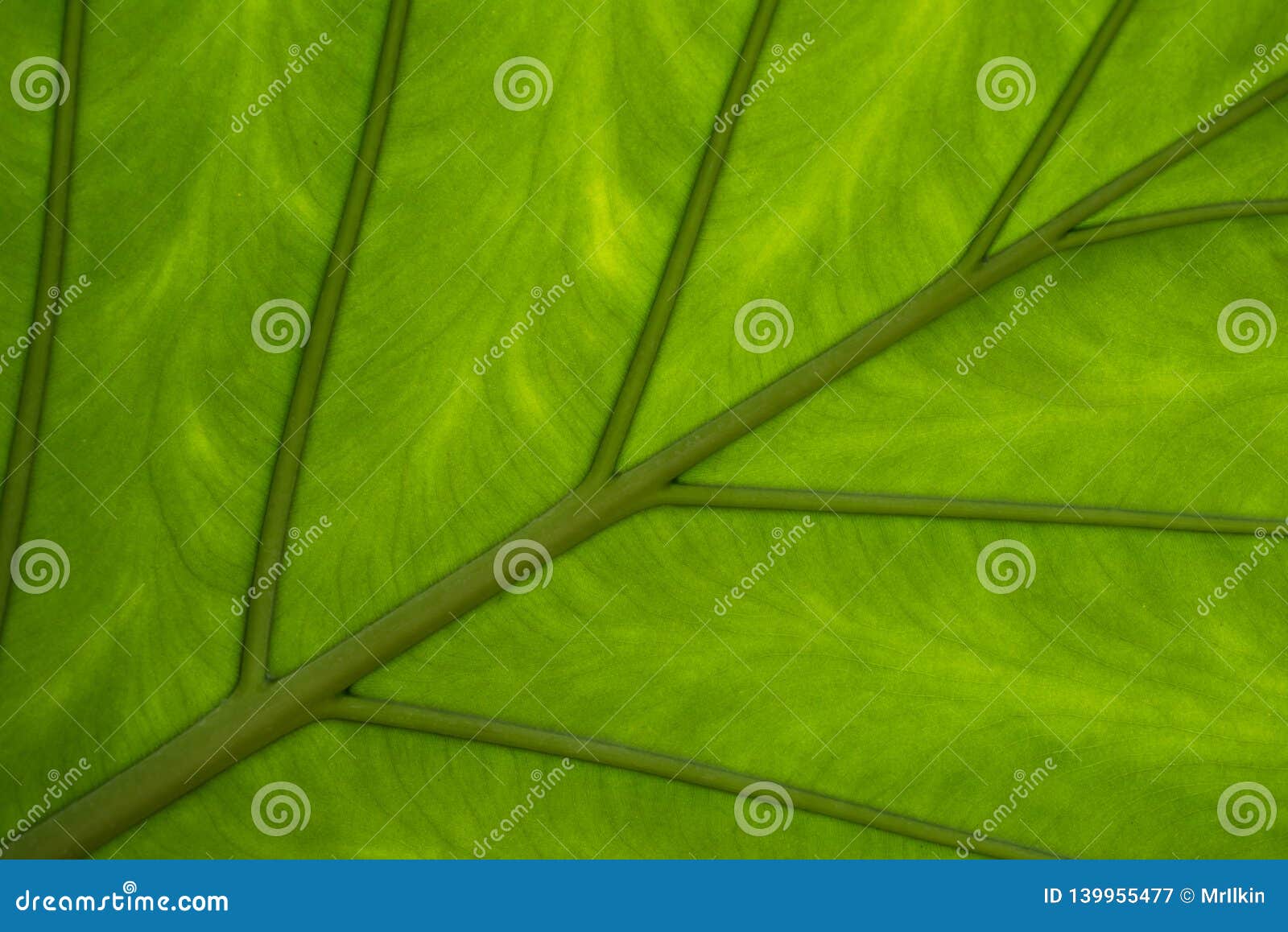 Wet Leaf of a Tropical Tree Shot from Below. Stock Image - Image of ...
