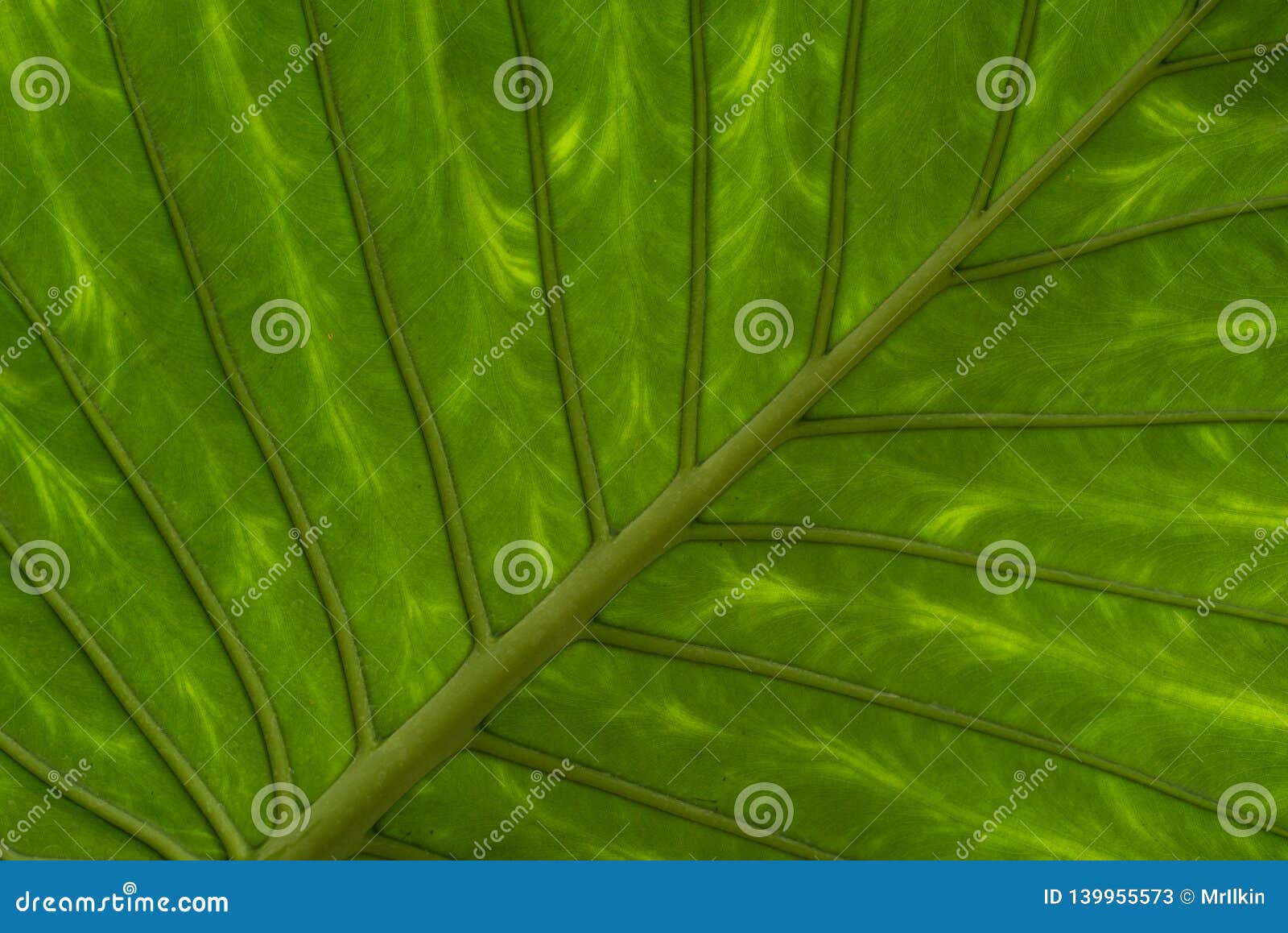 Wet Leaf of a Tropical Tree Shot from Below. Stock Image - Image of ...
