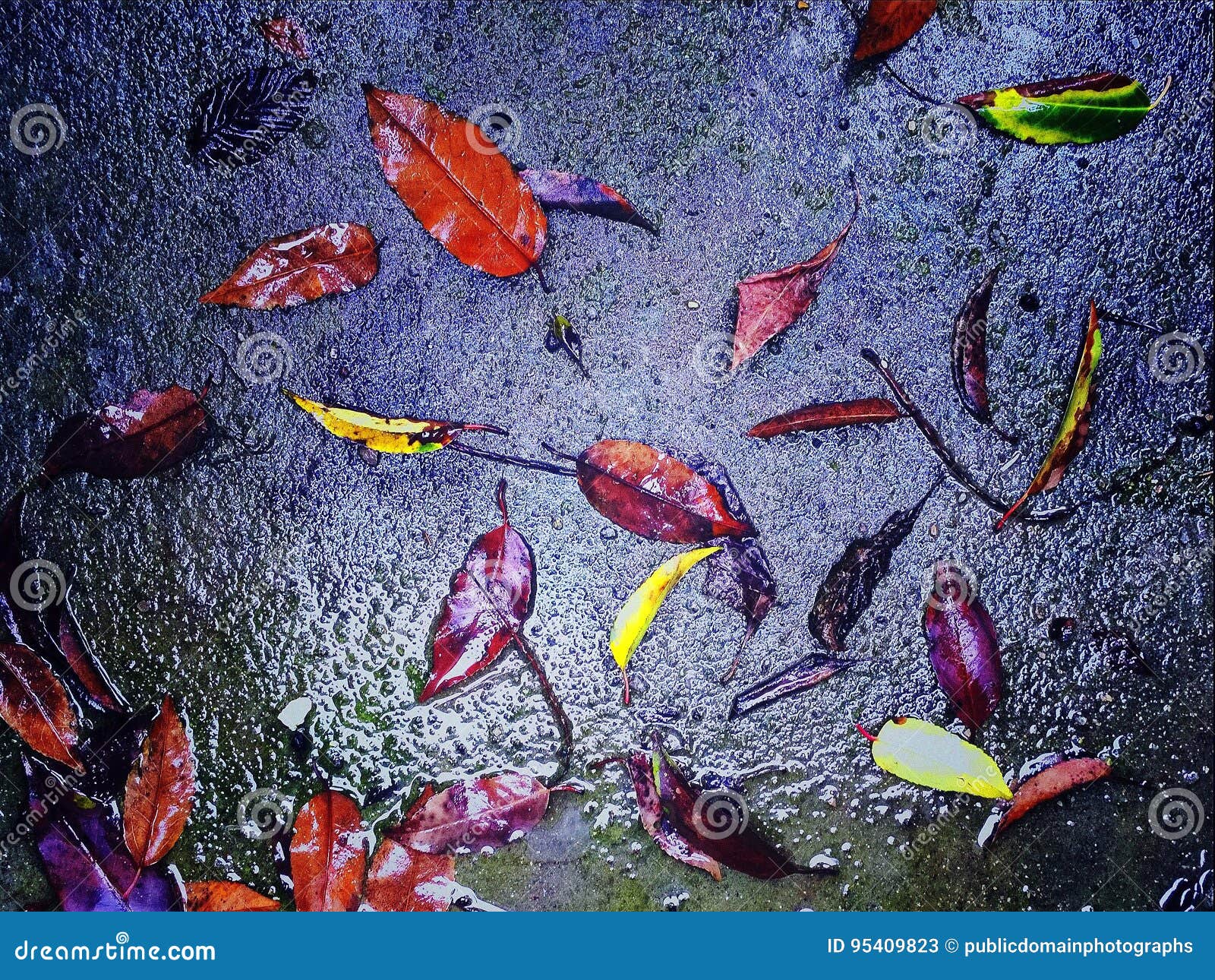 Wet Leaves Fall Autumn Picture. Image: 95409823