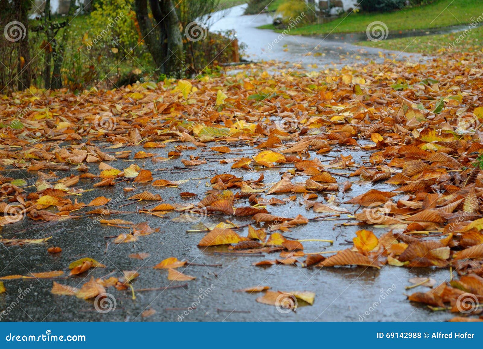 Wet leaves on the road stock photo. Image of rain, lane - 69142988