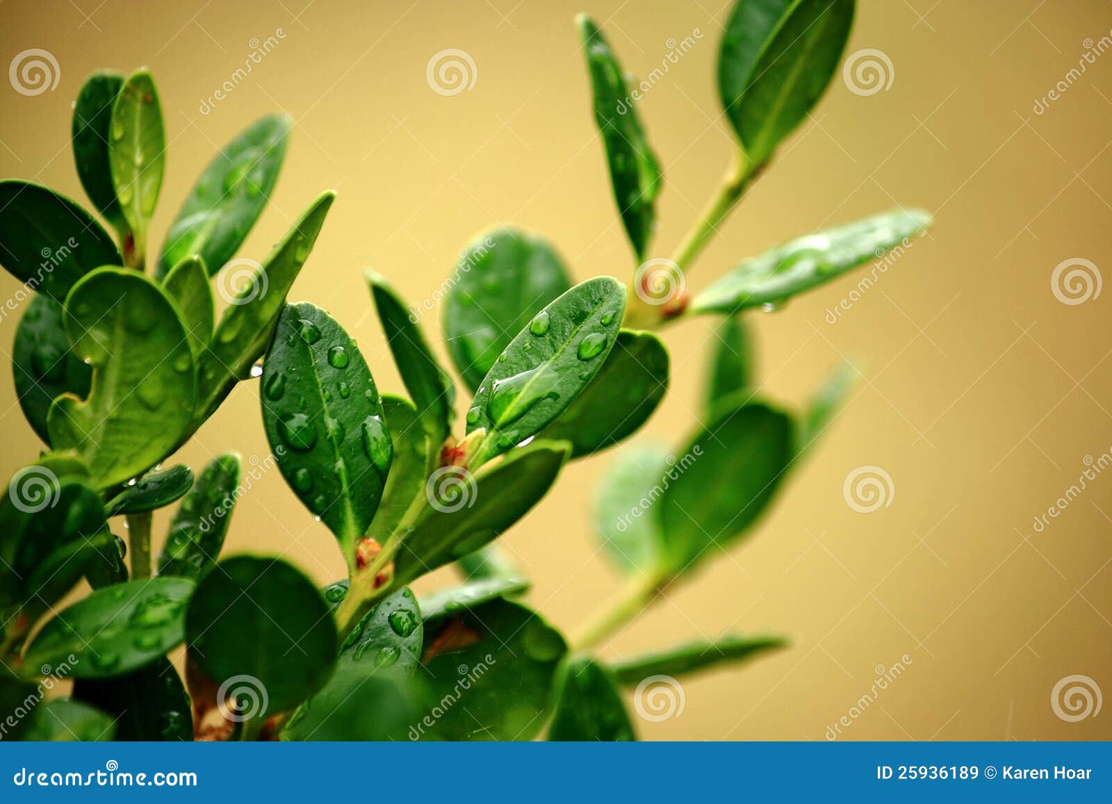 Wet Leaves of a Small Boxwood Bush Stock Image - Image of rainfall ...