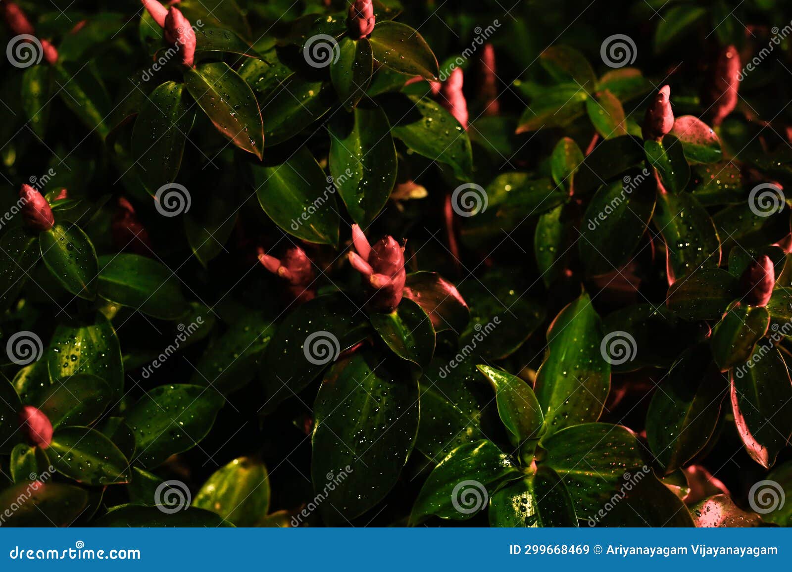 Wet Leaves Sprinkled with Water Stock Image - Image of ceylon, spring ...