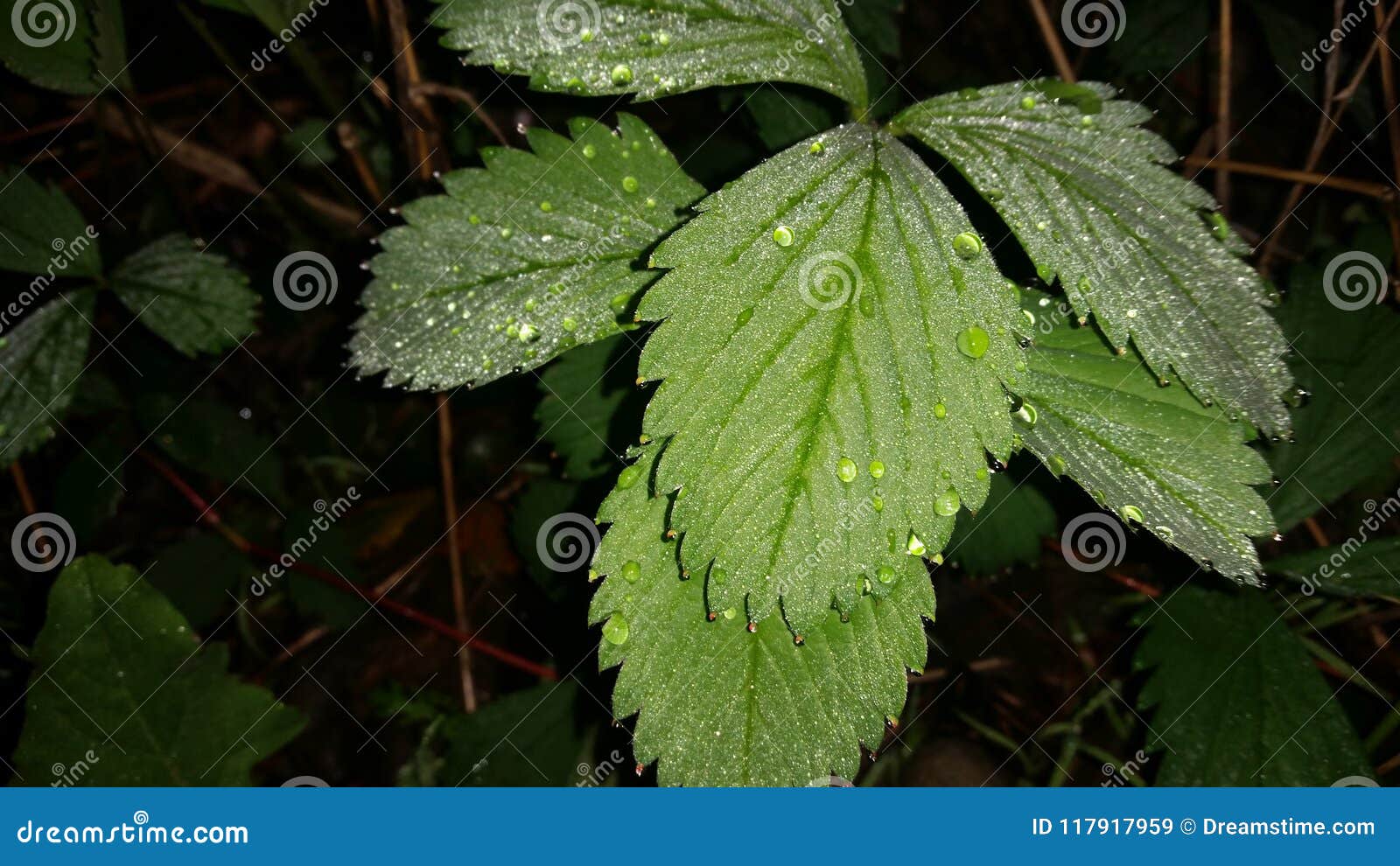 Wet leaves in yard stock image. Image of leaves, yard - 117917959
