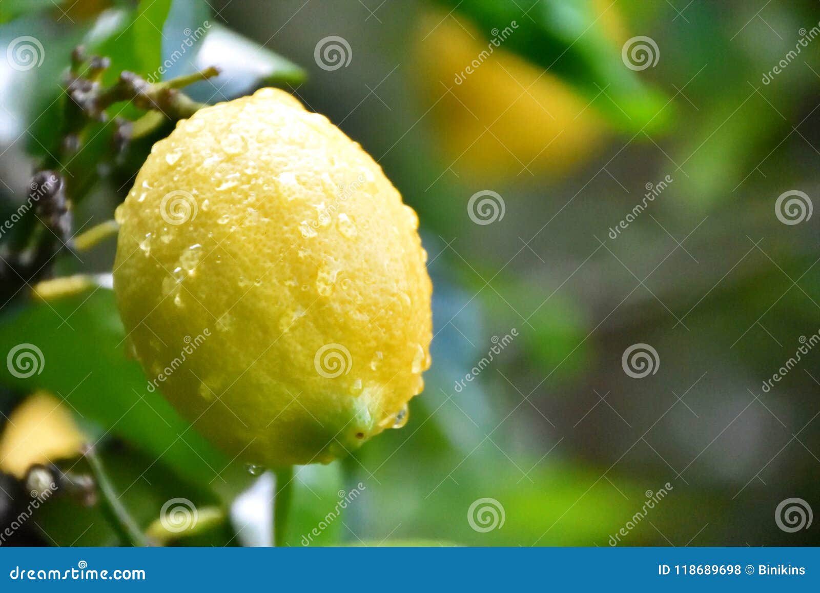 Lemon after Rain stock photo. Image of tree, water, fruit - 118689698