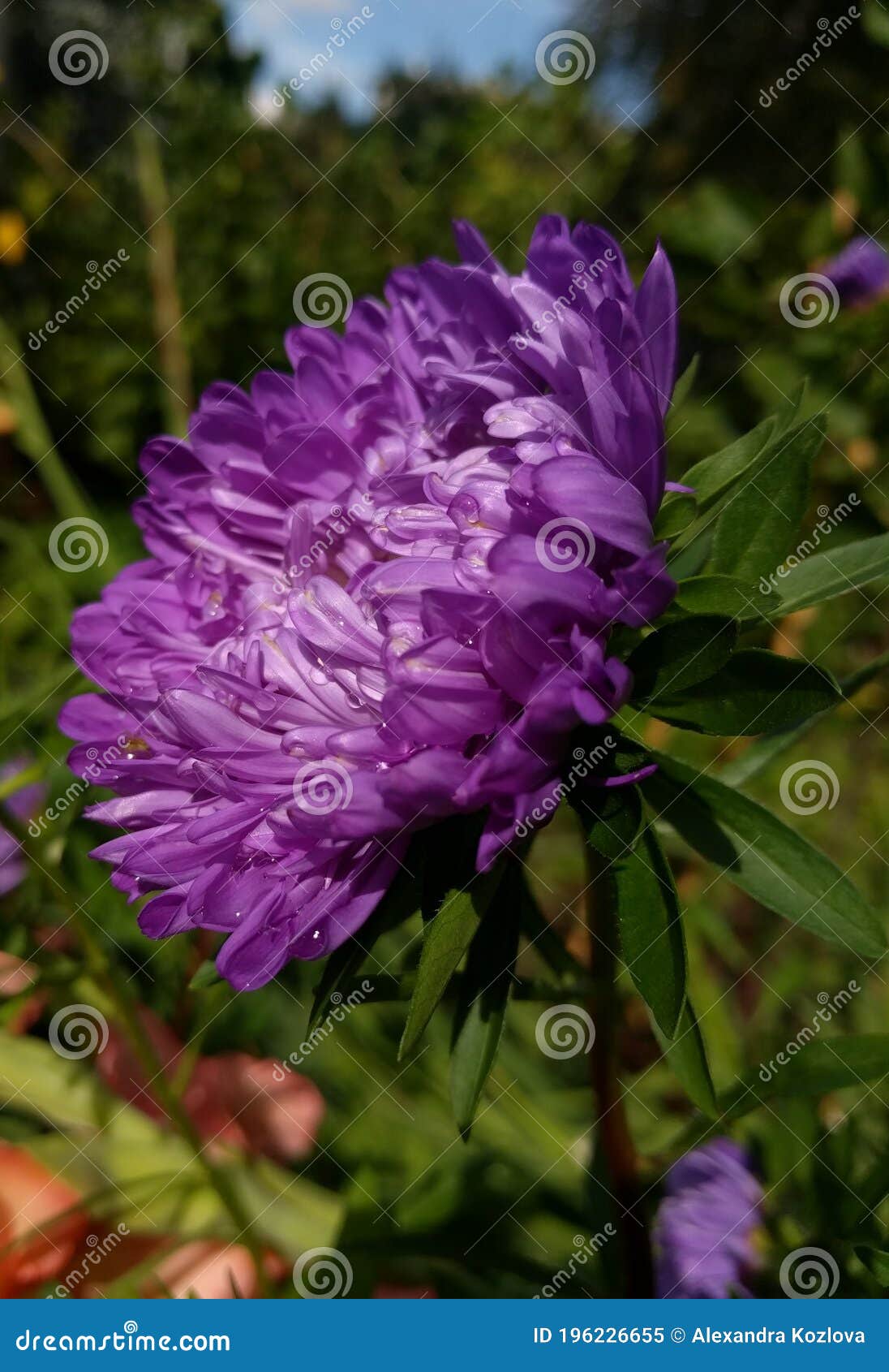 Wet lilac astra flower stock image. Image of nature - 196226655