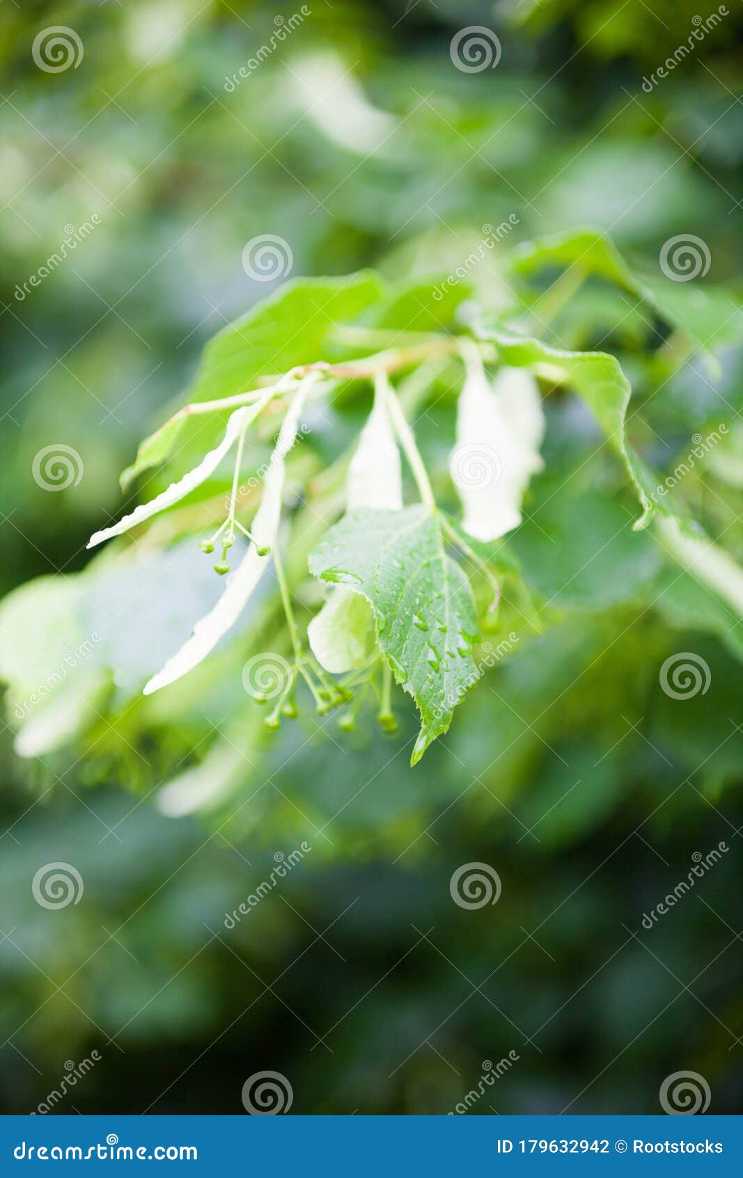 Wet Lime Tree Linden Branches Stock Photo - Image of lush, greenery ...