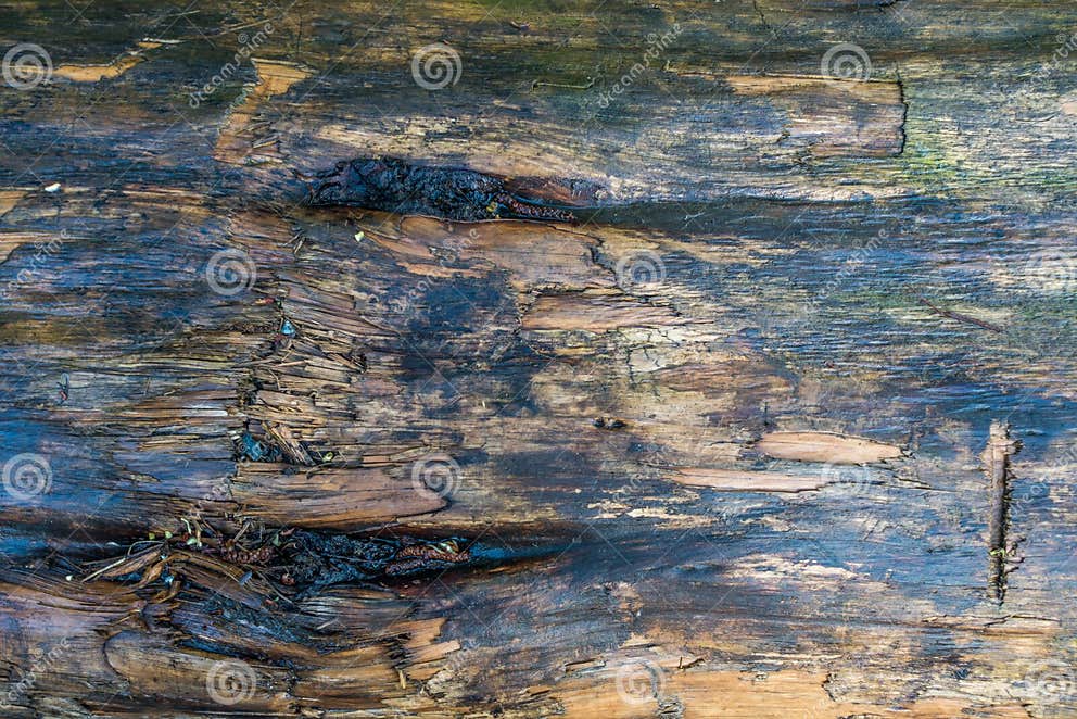 Wet Log Closeup stock photo. Image of wood, texture, background - 52853978