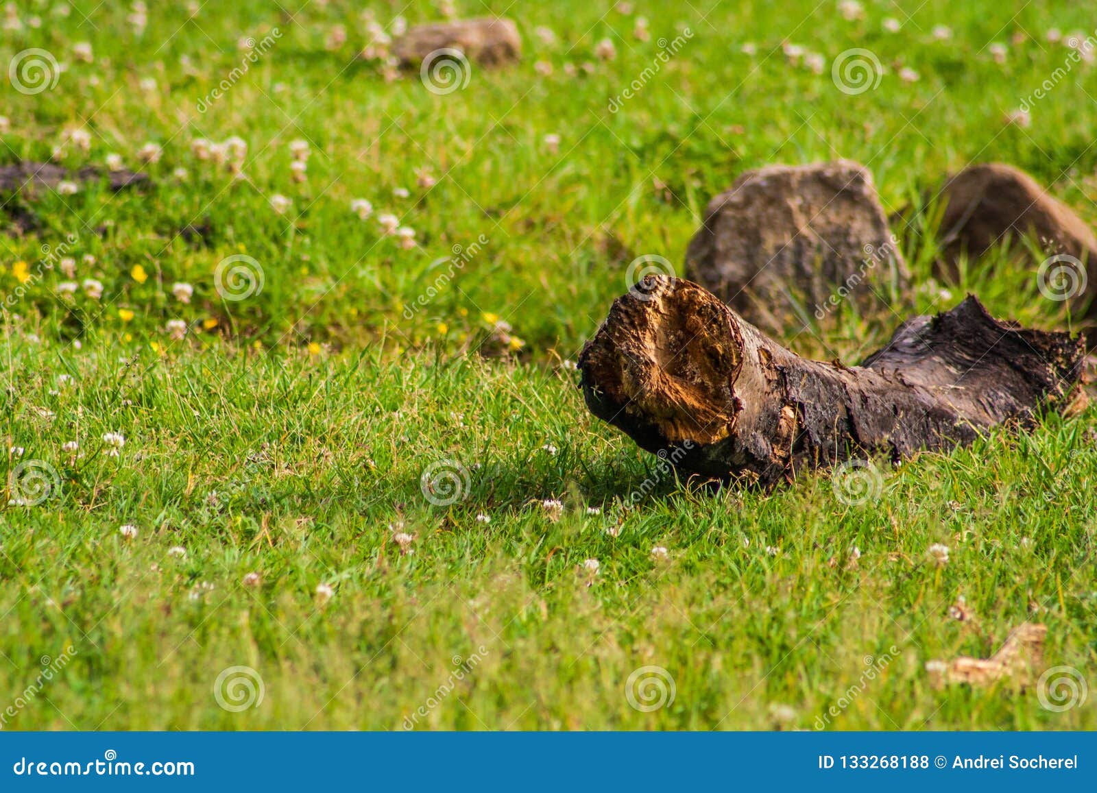 Wet Log in the Grass stock photo. Image of green, barbeque - 133268188