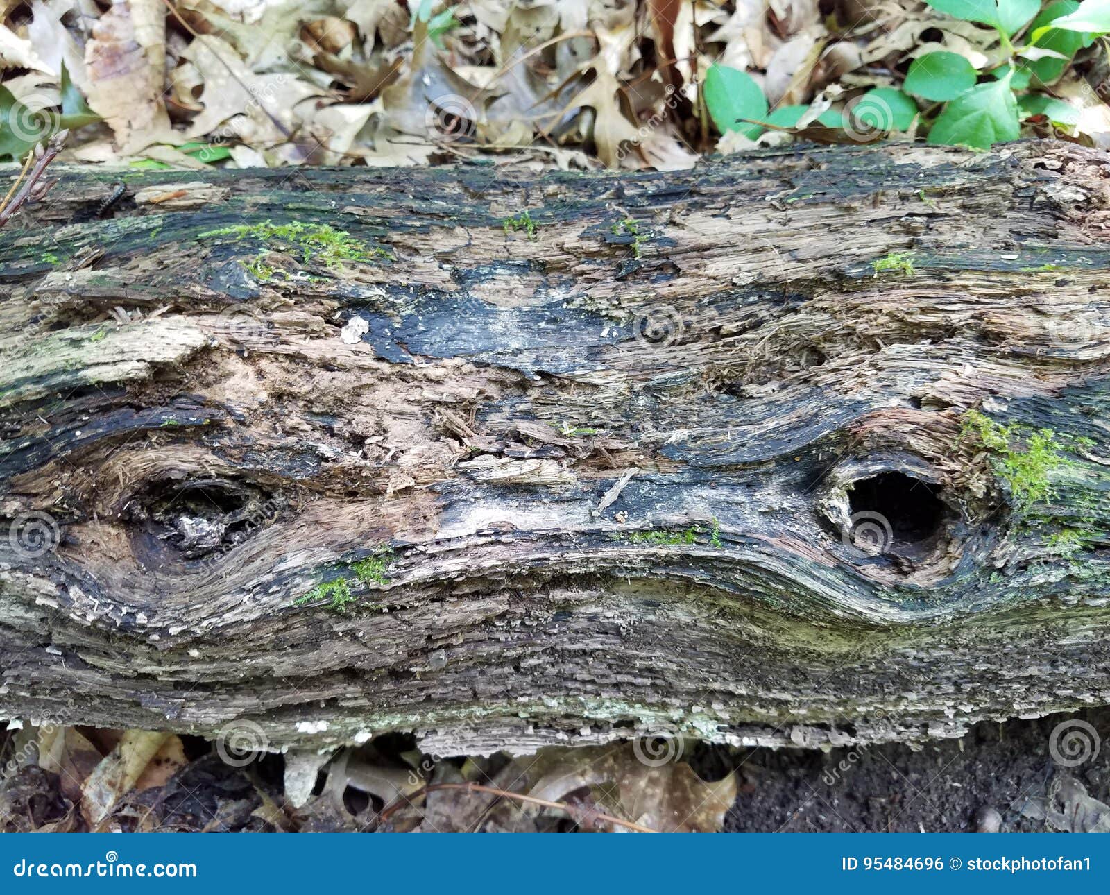 Wet Log with Moss Growing on it Stock Photo - Image of decomposing ...