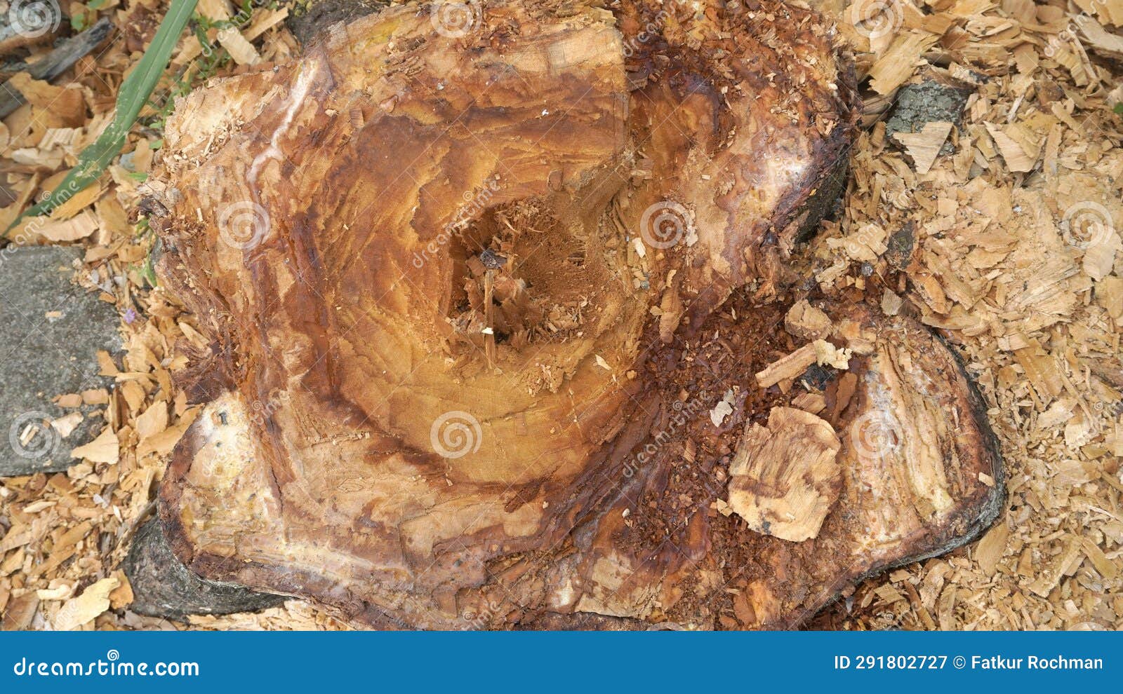 Wet Log Texture, Broken Large Tree Trunks are Suitable As Natural ...