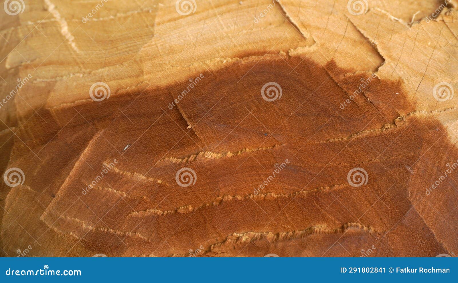 Wet Log Texture, Broken Large Tree Trunks are Suitable As Natural ...