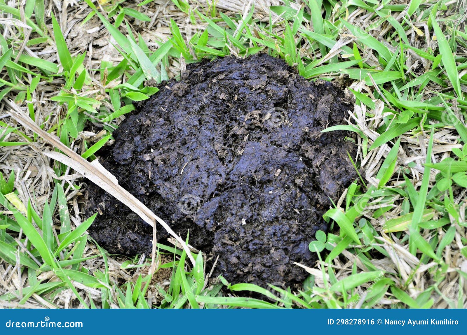 Wet manure on farm grass stock photo. Image of nature - 298278916