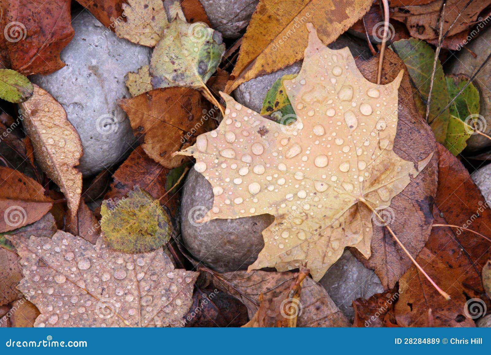 Wet Maple Leaf stock image. Image of tress, ground, nature - 28284889